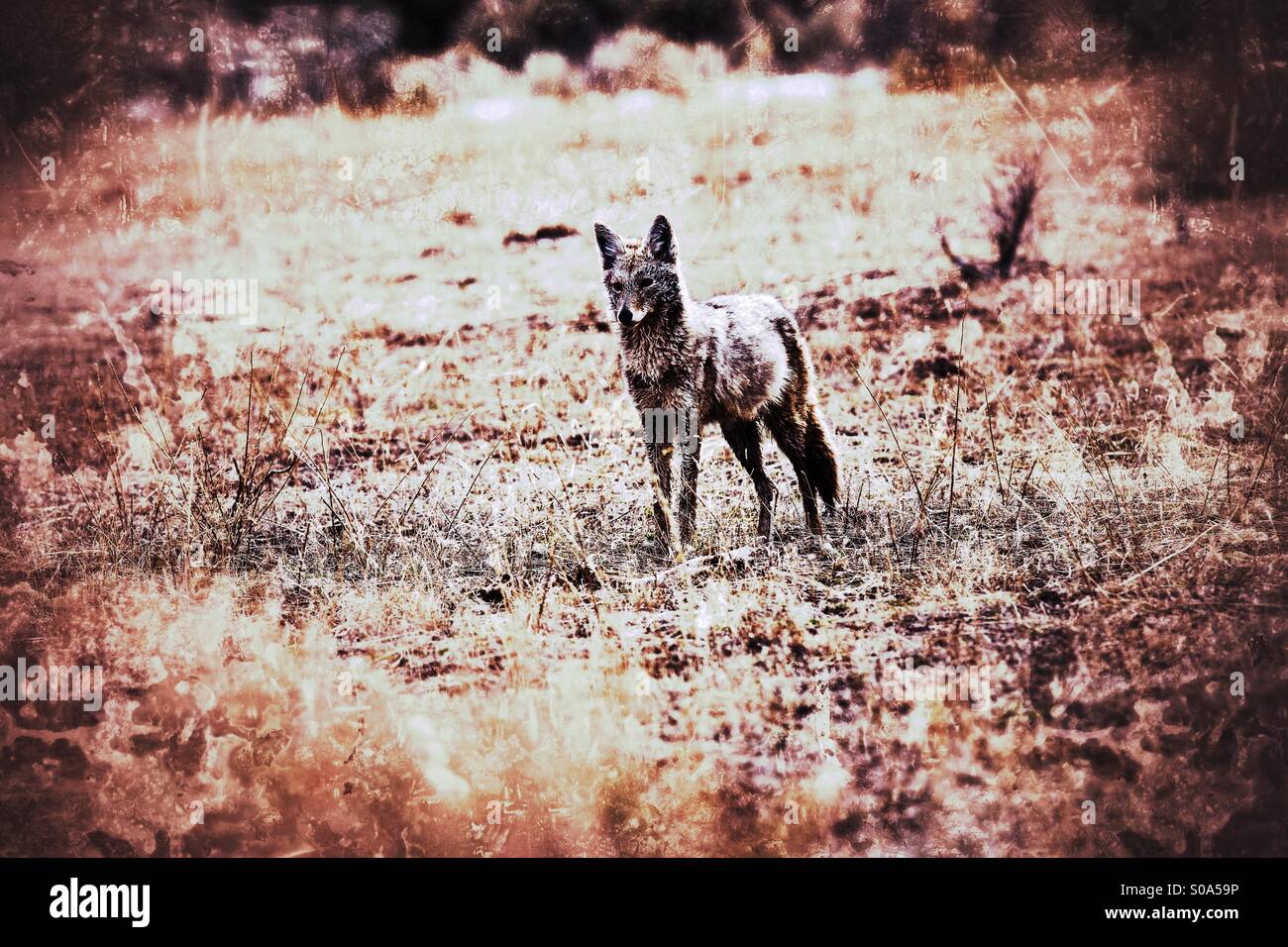 Coyote hunting mice Stock Photo - Alamy Coyote hunting mice Stock Photo - Alamy