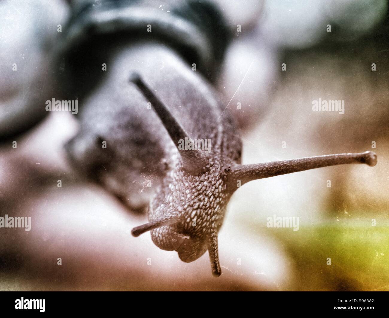 Portrait of a snail Stock Photo - Alamy