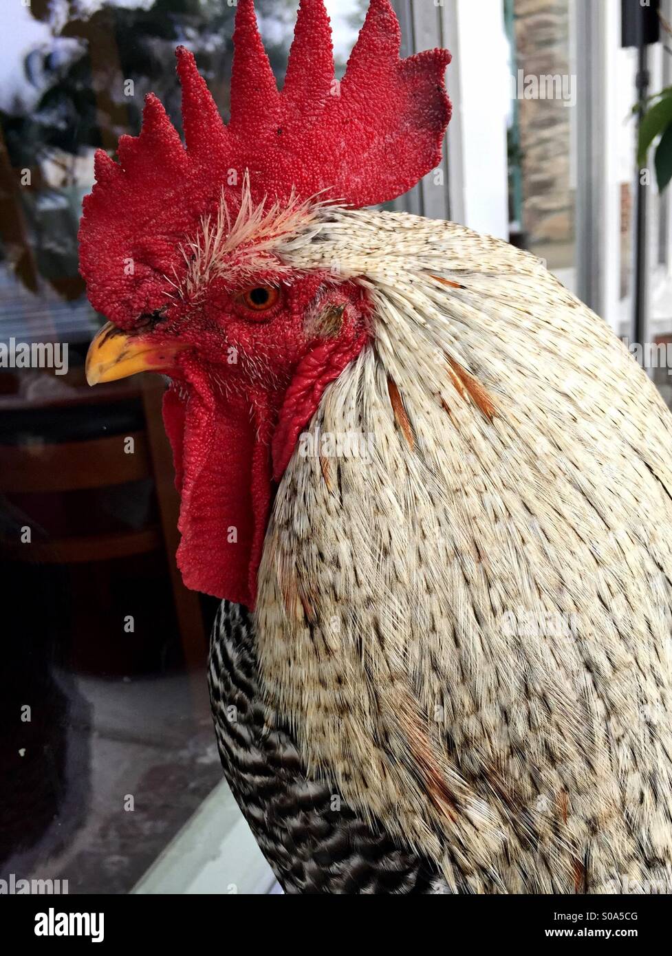 Red rooster hi-res stock photography and images - Alamy