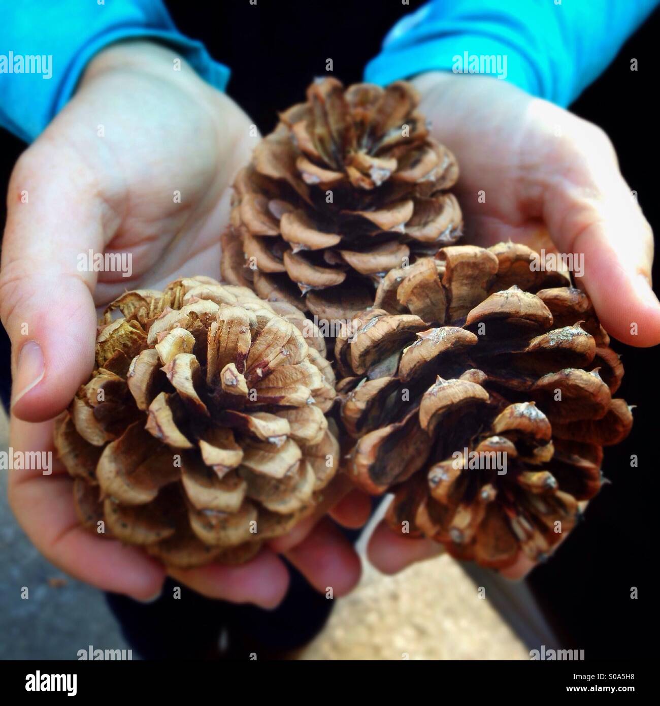 Collecting cones hi-res stock photography and images - Alamy