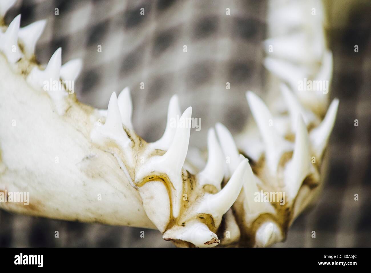 Mako shark teeth hi-res stock photography and images - Alamy