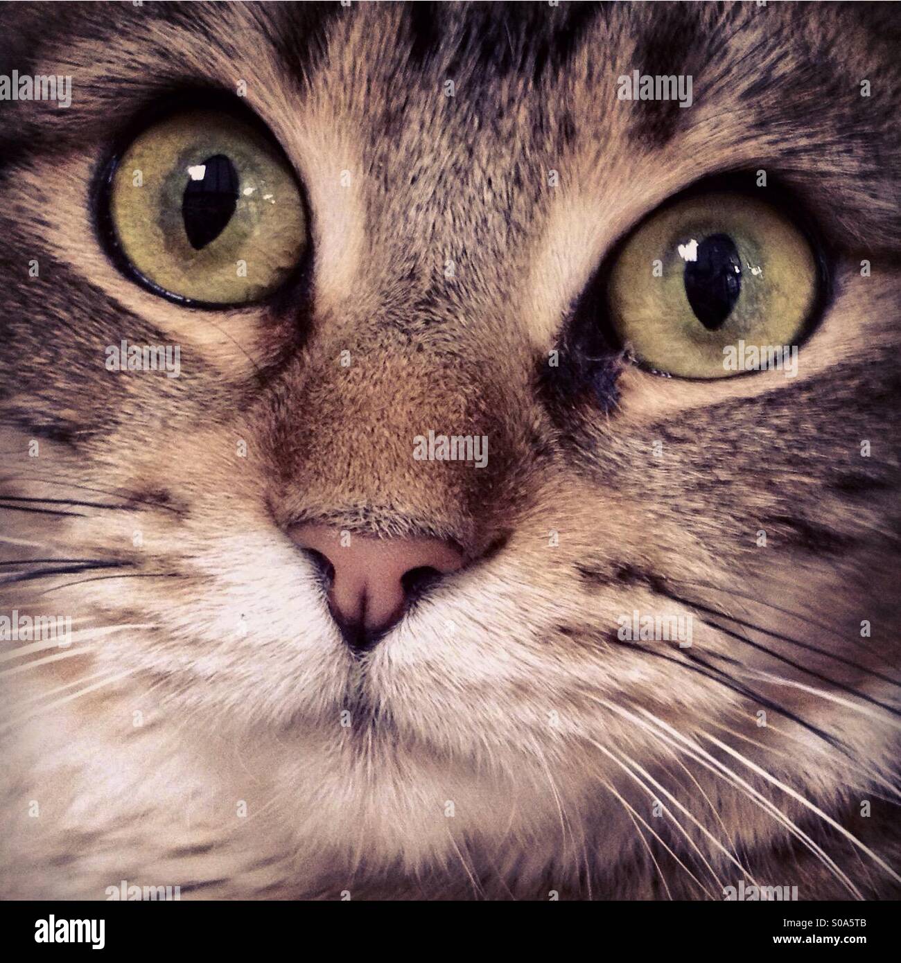 Soulful cat hi-res stock photography and images - Alamy