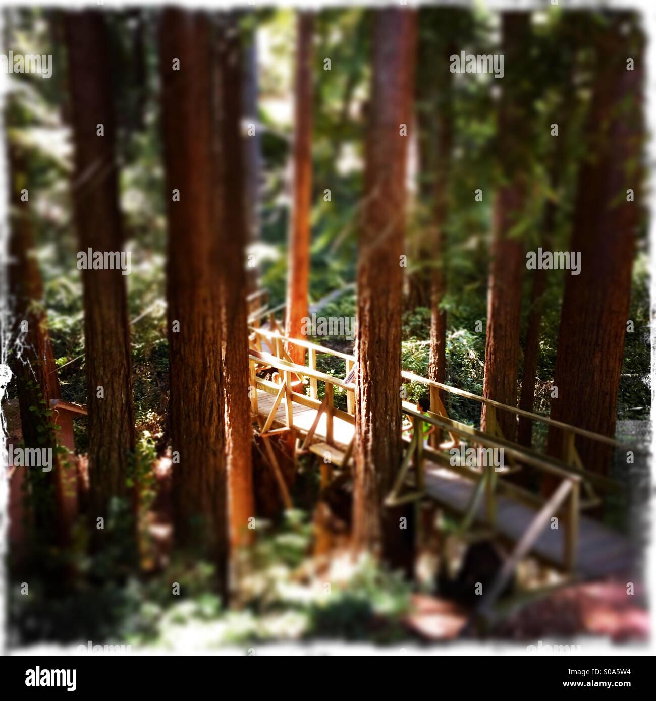 A foot bridge through a California Redwood tree forest. Santa Cruz ...