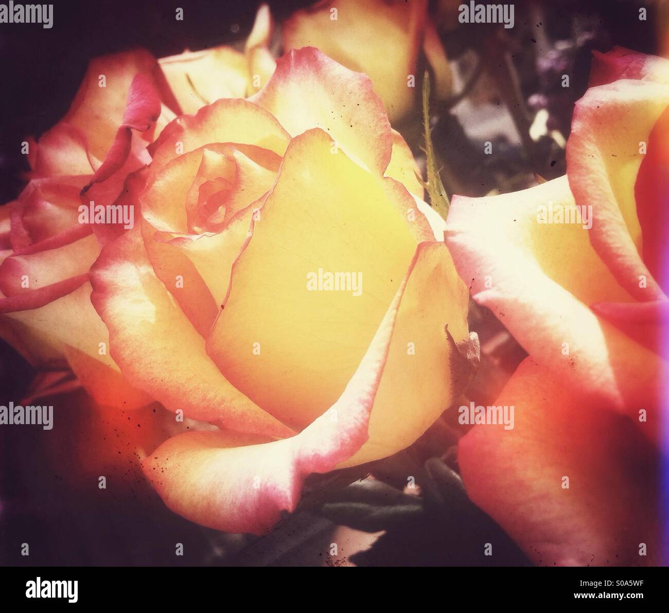 Dusty roses hi-res stock photography and images - Alamy