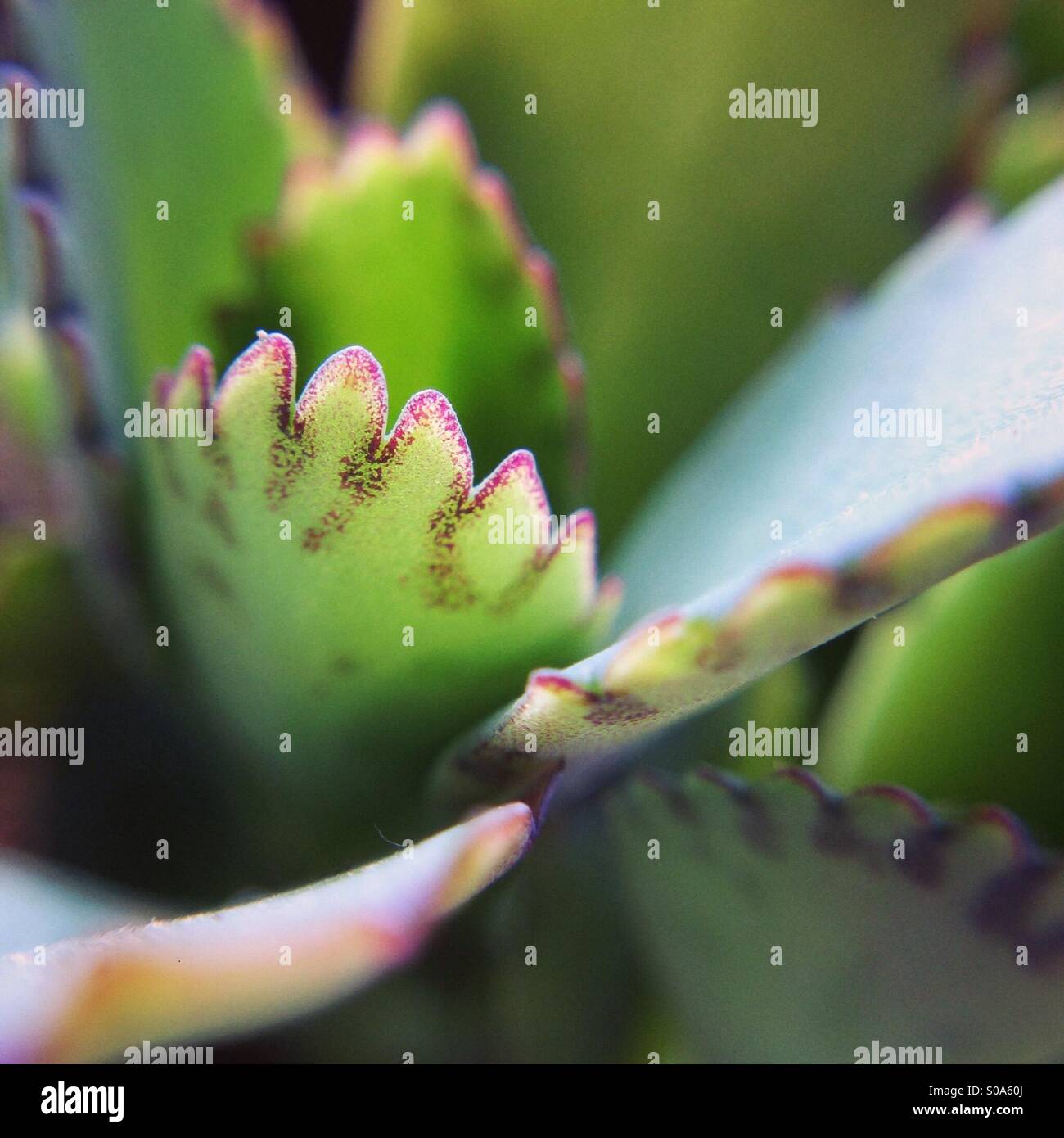 Leaf succulents hi-res stock photography and images - Alamy