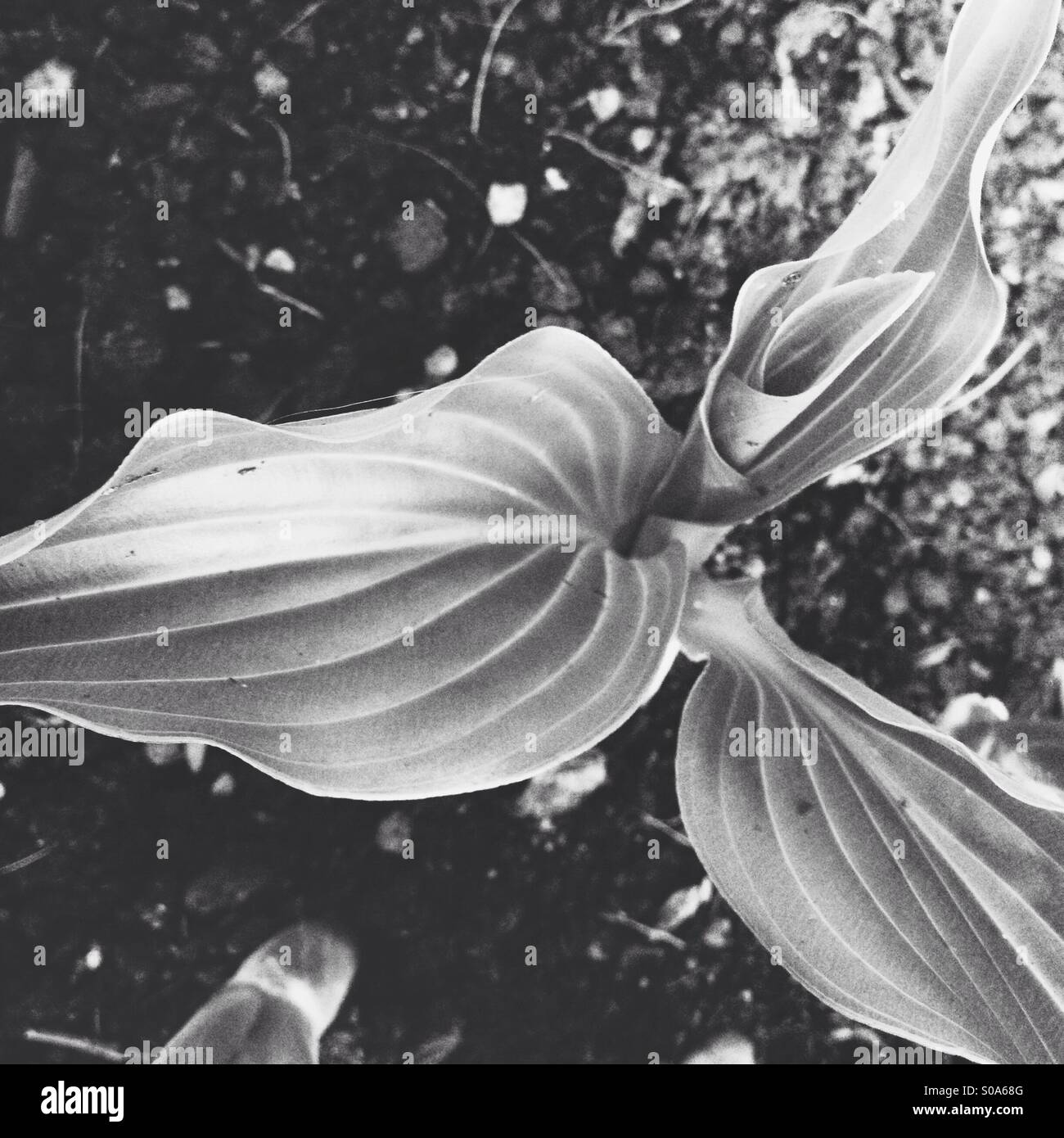 Organic Form Photography