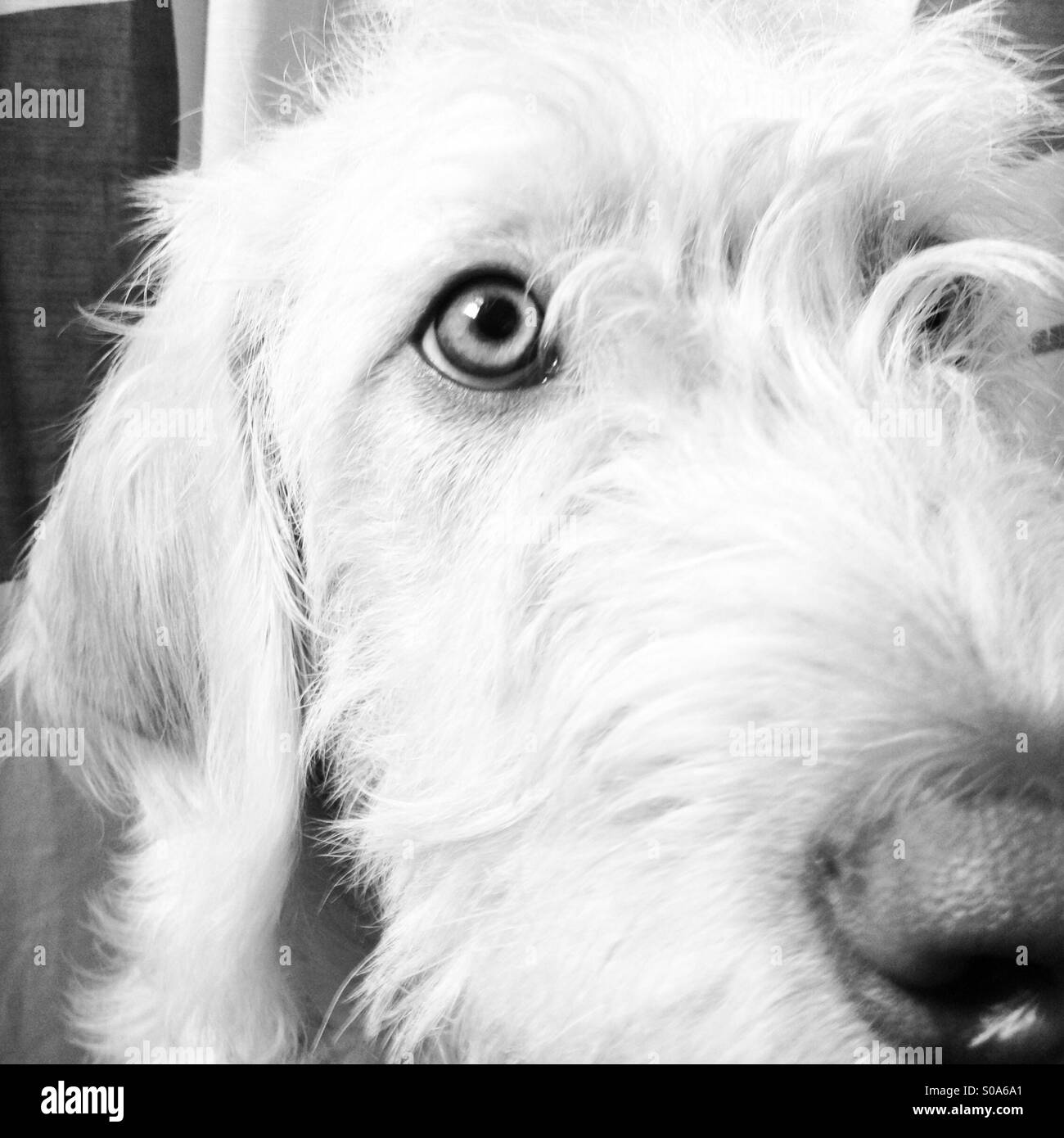 White labradoodle dog hi-res stock photography and images - Alamy