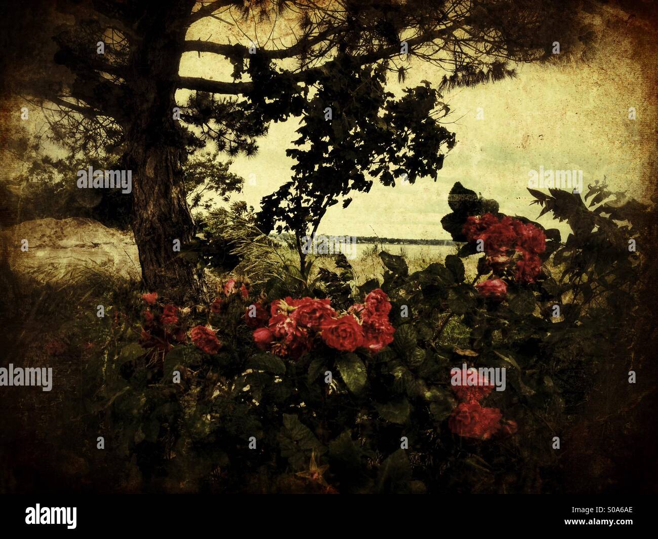 Beach Roses Stock Photos & Beach Roses Stock Images - Alamy