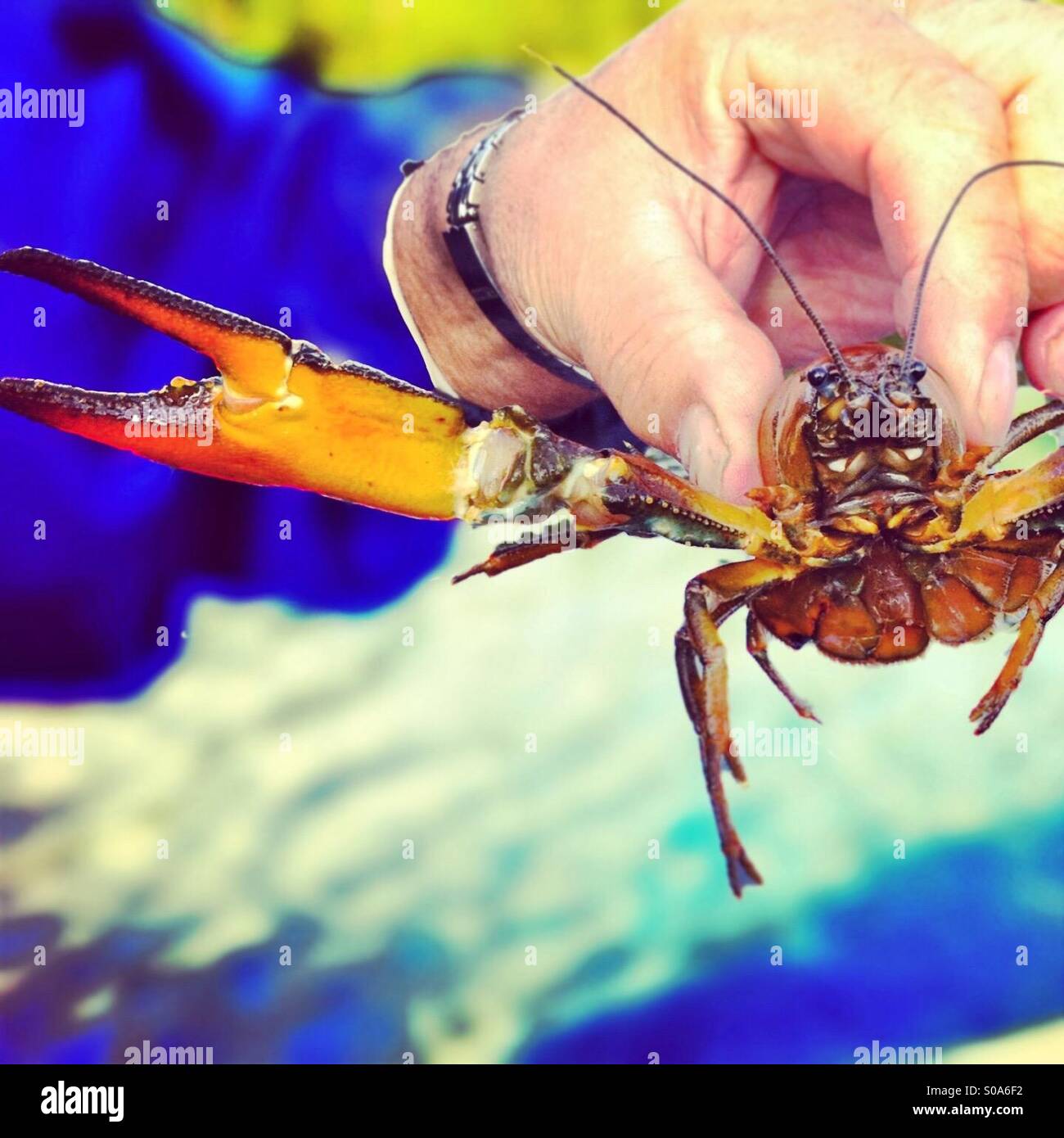 A large crayfish caught in Värmland, Sweden Stock Photo - Alamy