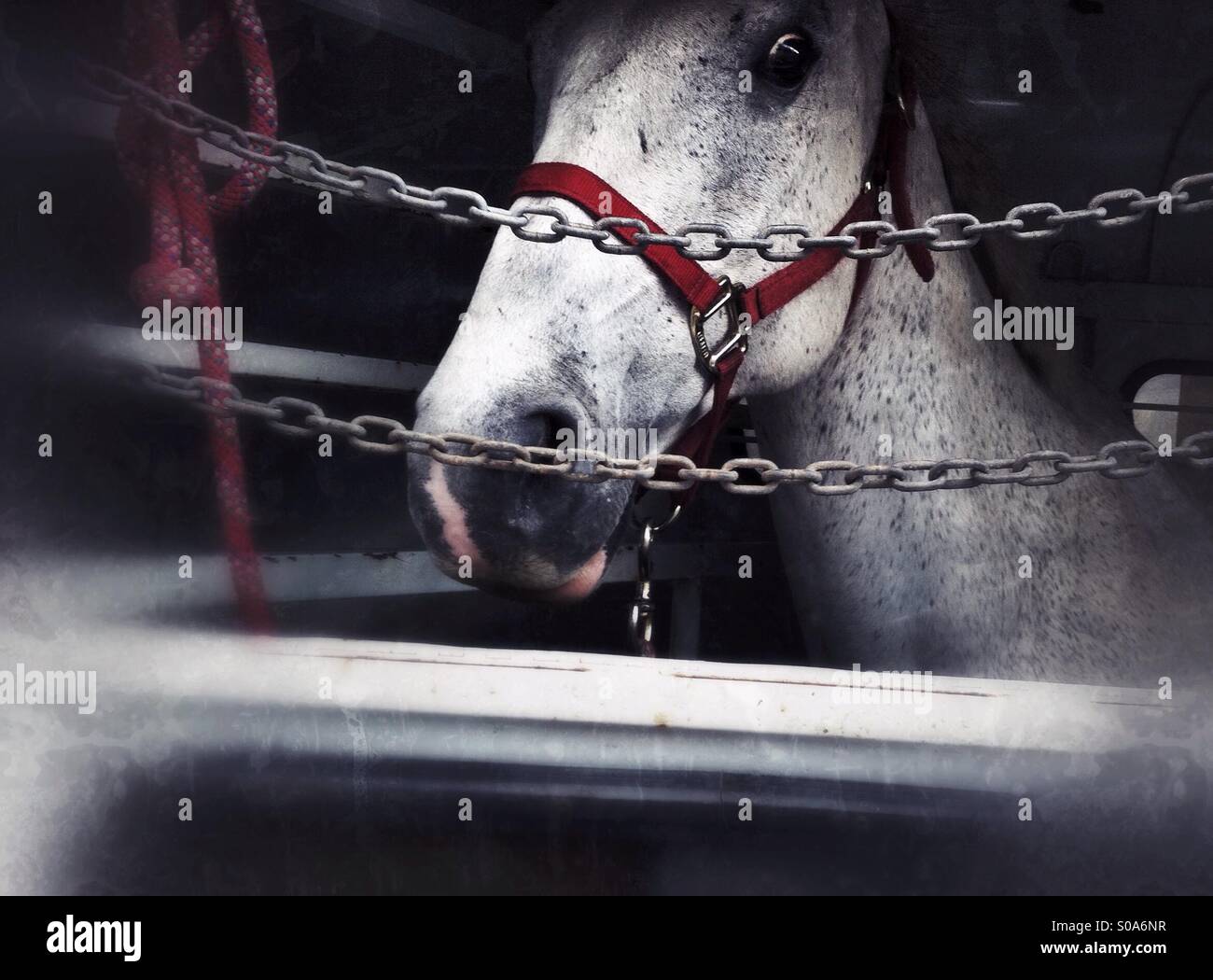 White horse with red rains looking down from chained horse trailer ...