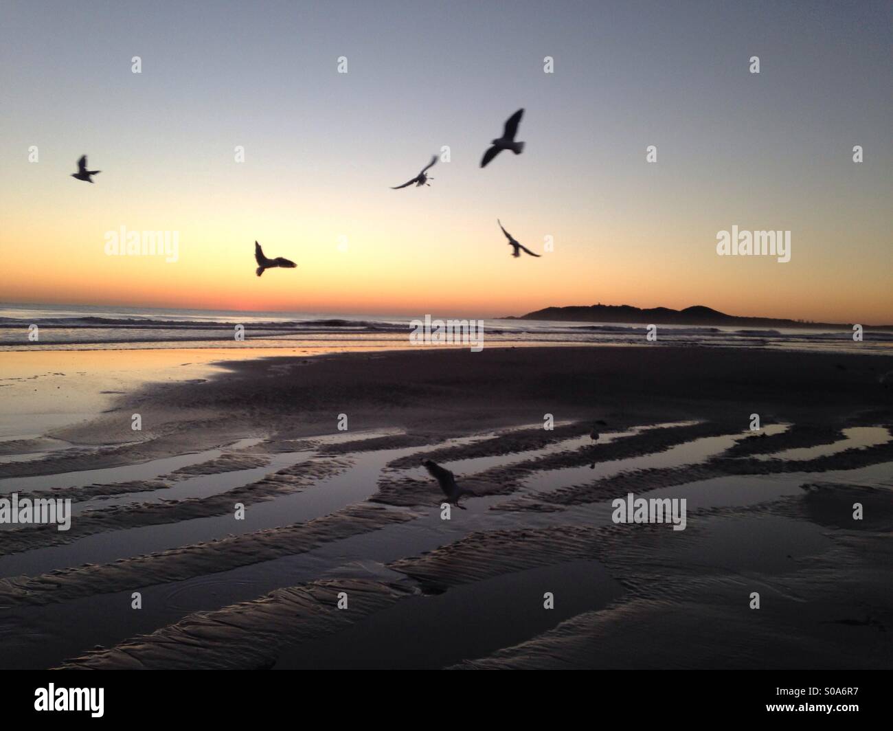 Beach sunrise birds hi-res stock photography and images - Alamy