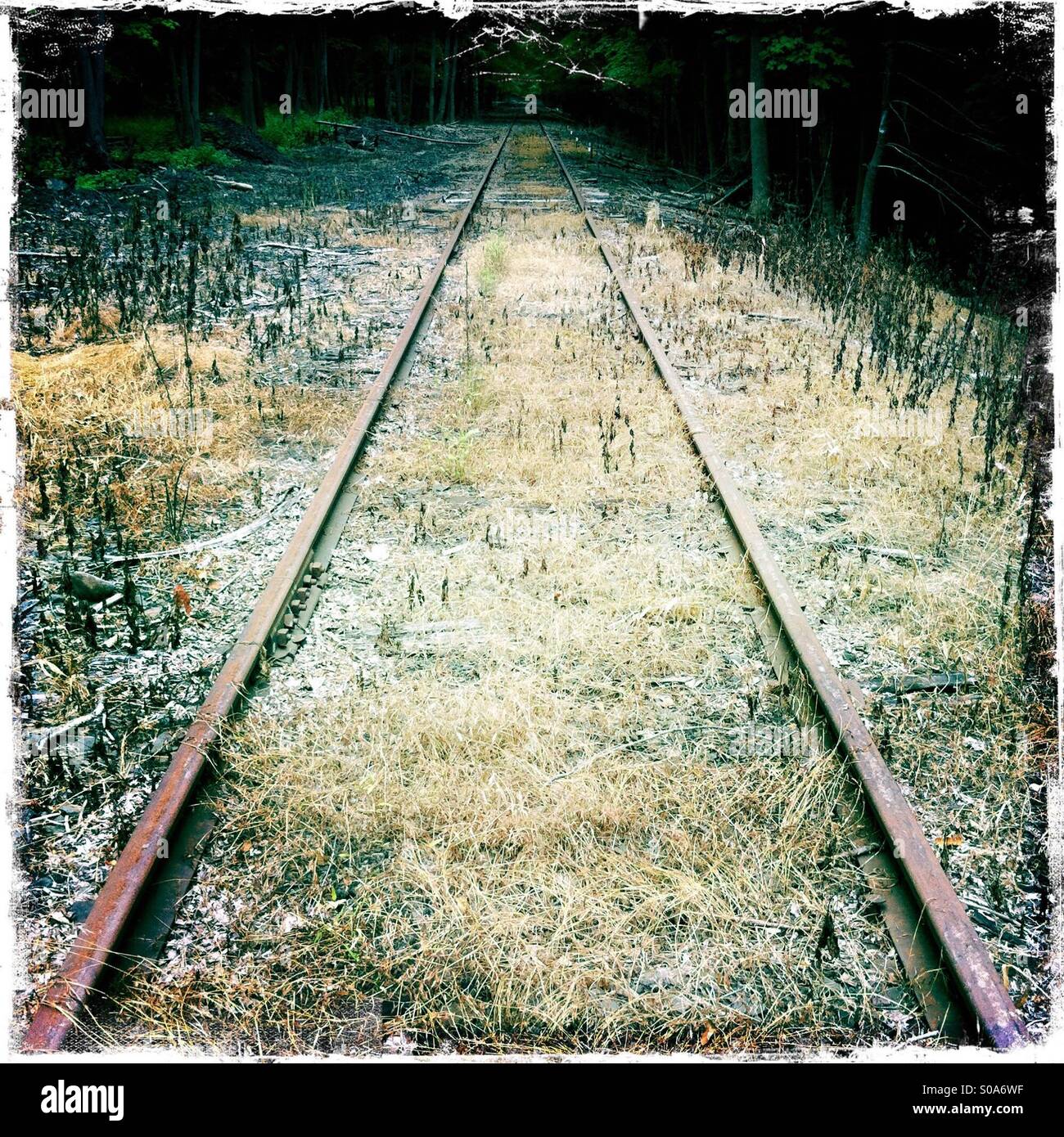 Train Tracks in the Woods Stock Photo - Alamy