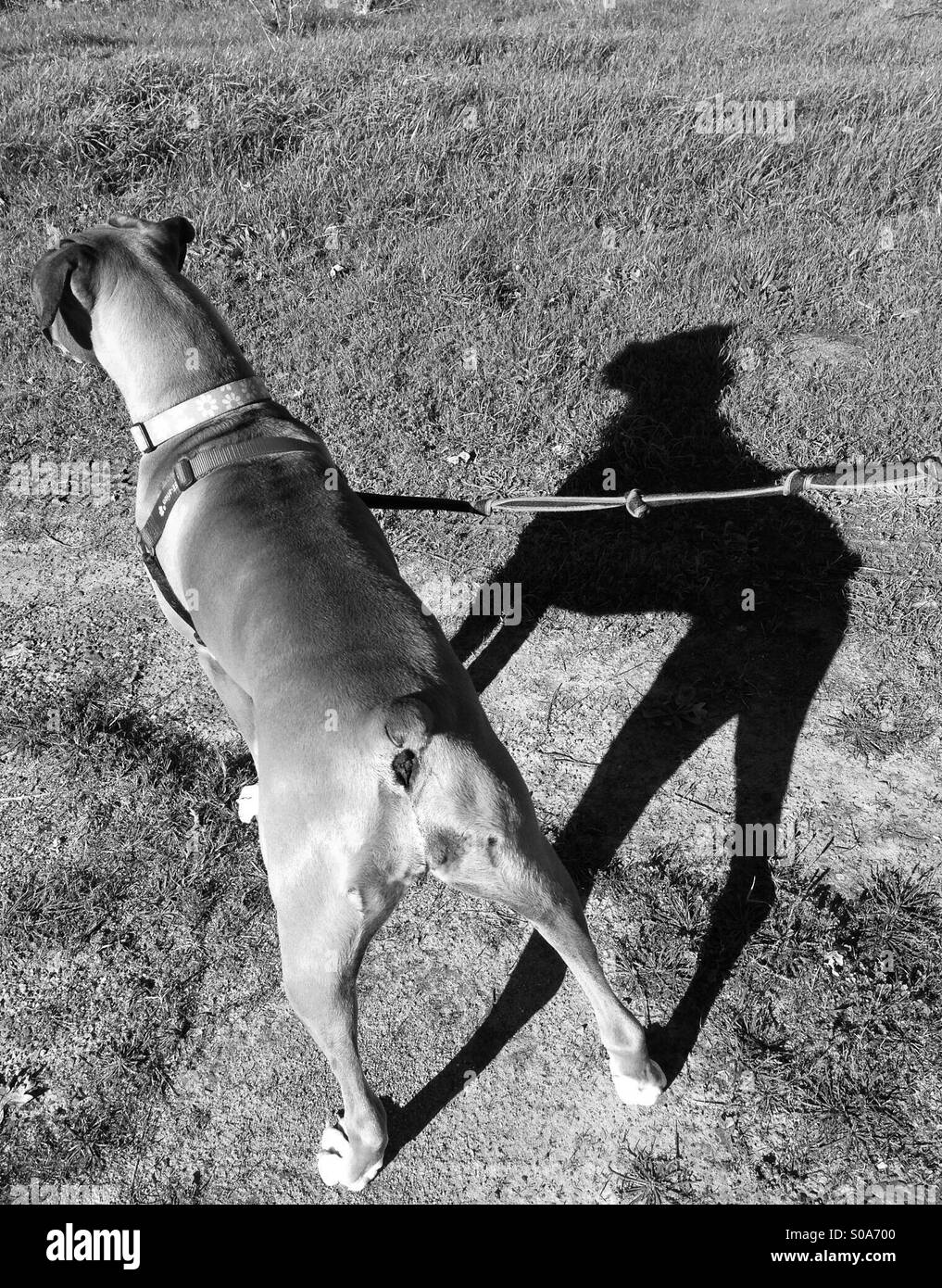 Purebred boxers High Resolution Stock Photography and Images - Alamy