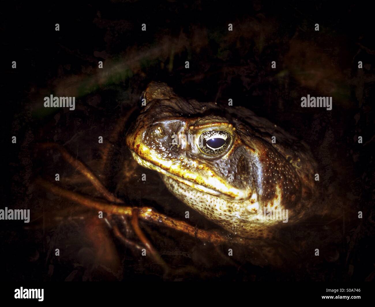 Cane toad in fish pond hi-res stock photography and images - Alamy