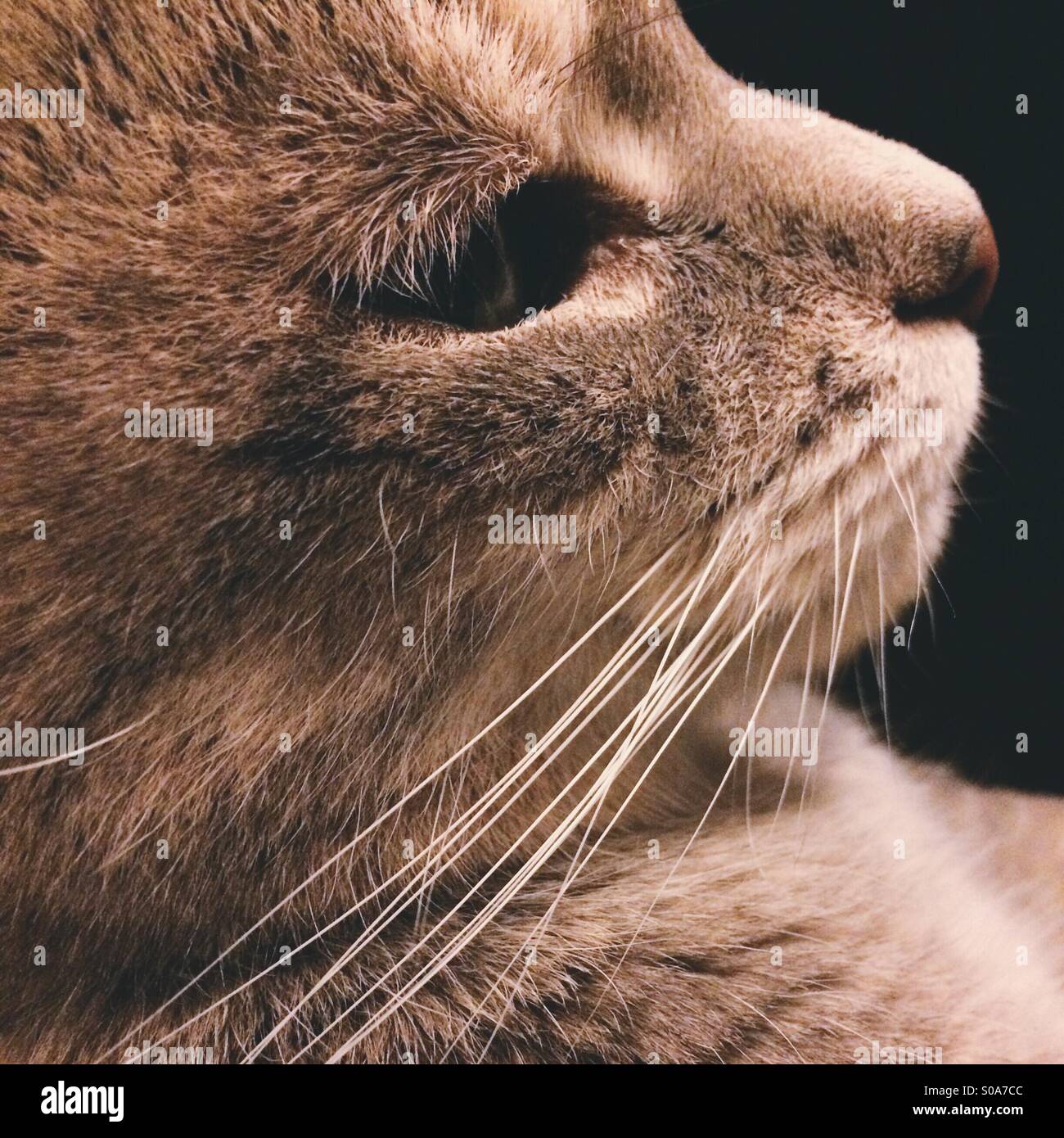 Animal face whiskers hi-res stock photography and images - Alamy