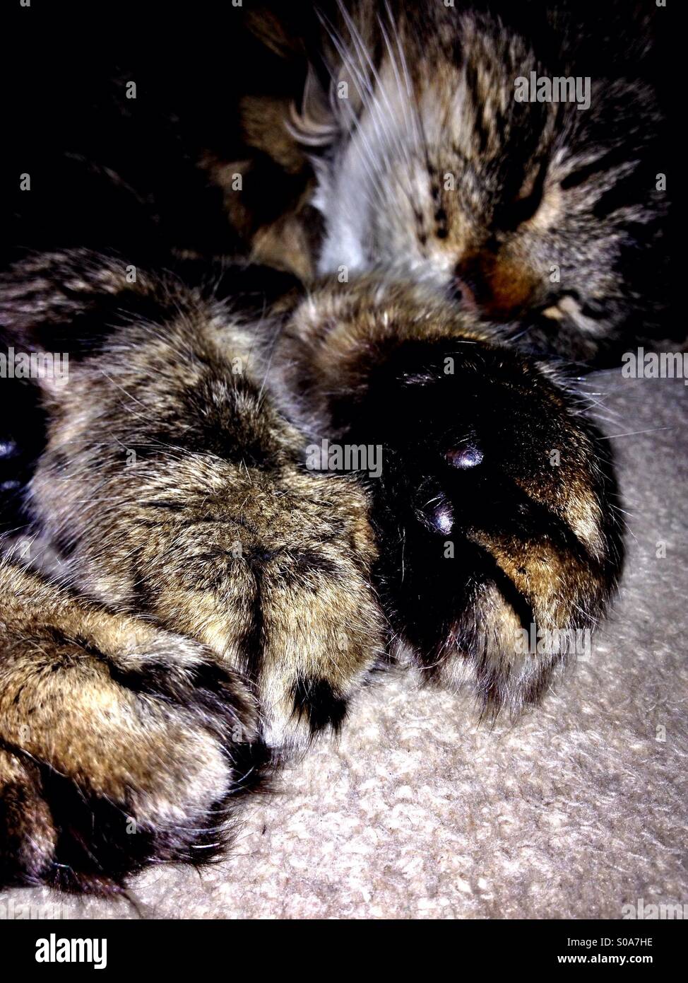 Domestic tabby cat sleeping with outstretched paws Stock Photo - Alamy