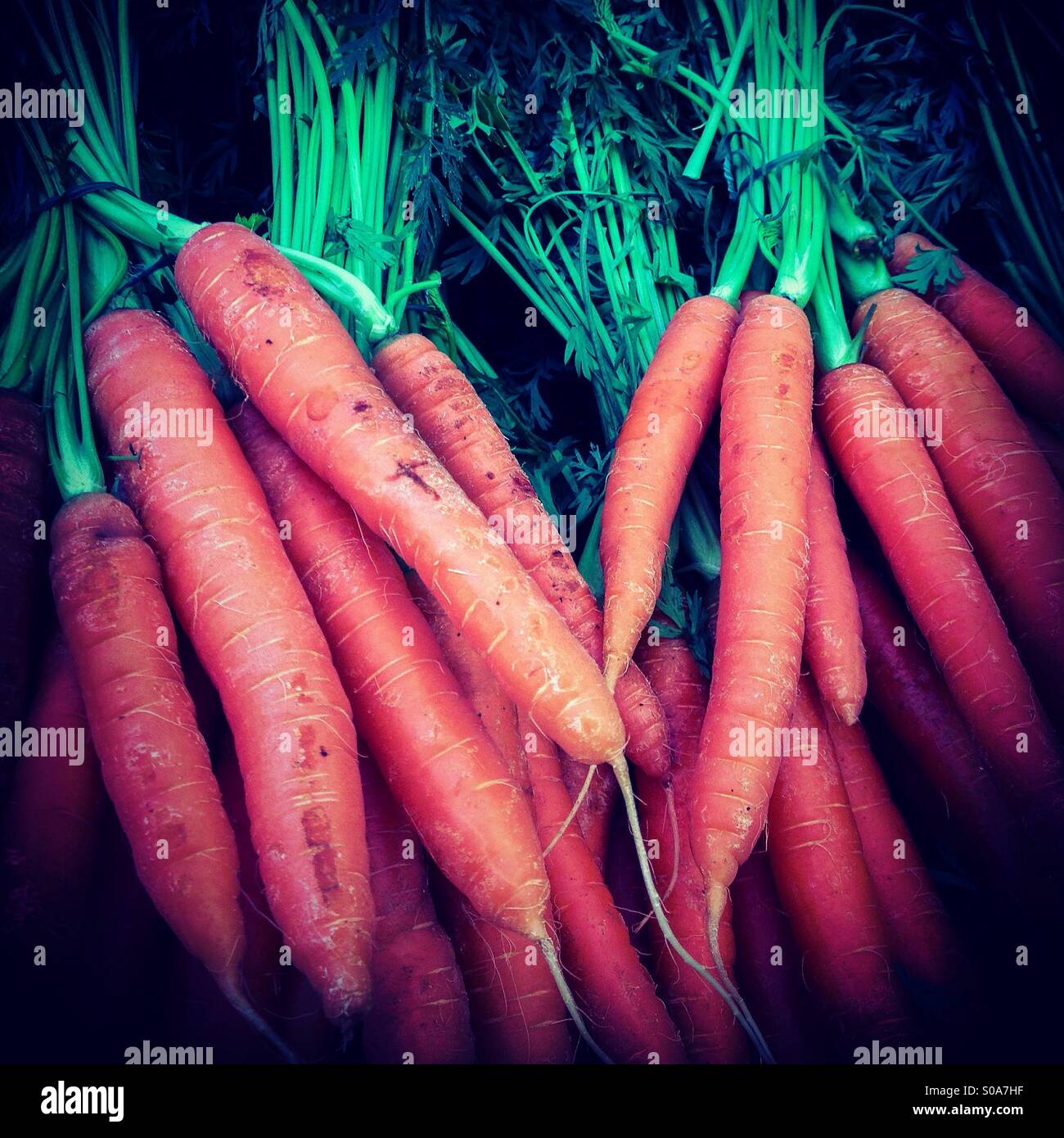 Freshly picked Carrots Stock Photo - Alamy
