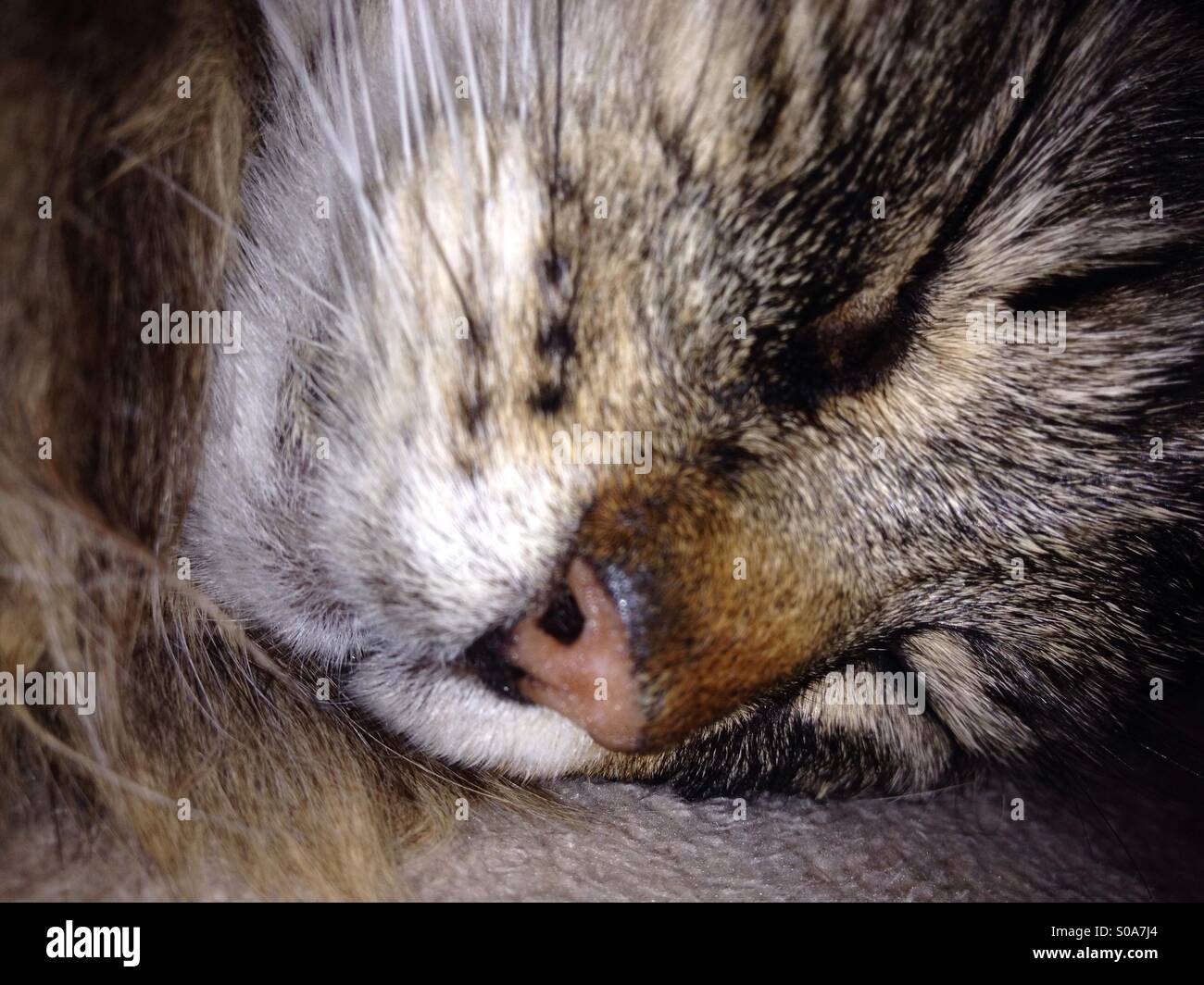 Domestic tabby cat sleeping Stock Photo - Alamy