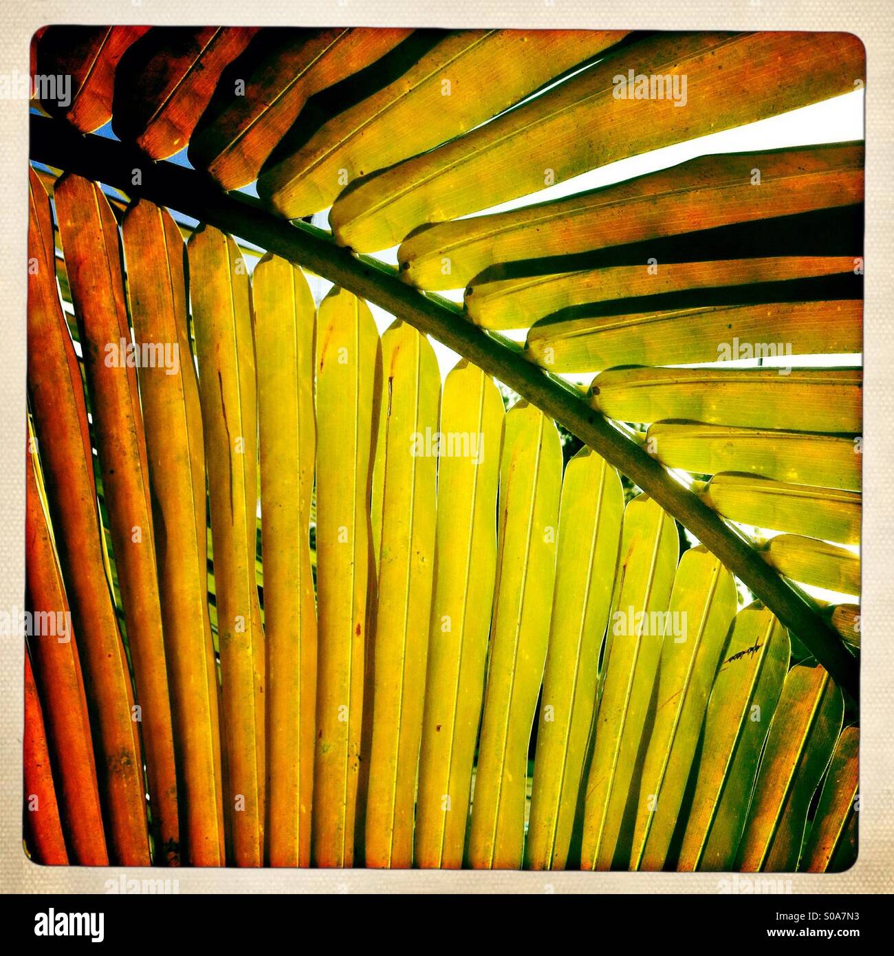 Palm leaf pattern Stock Photo - Alamy