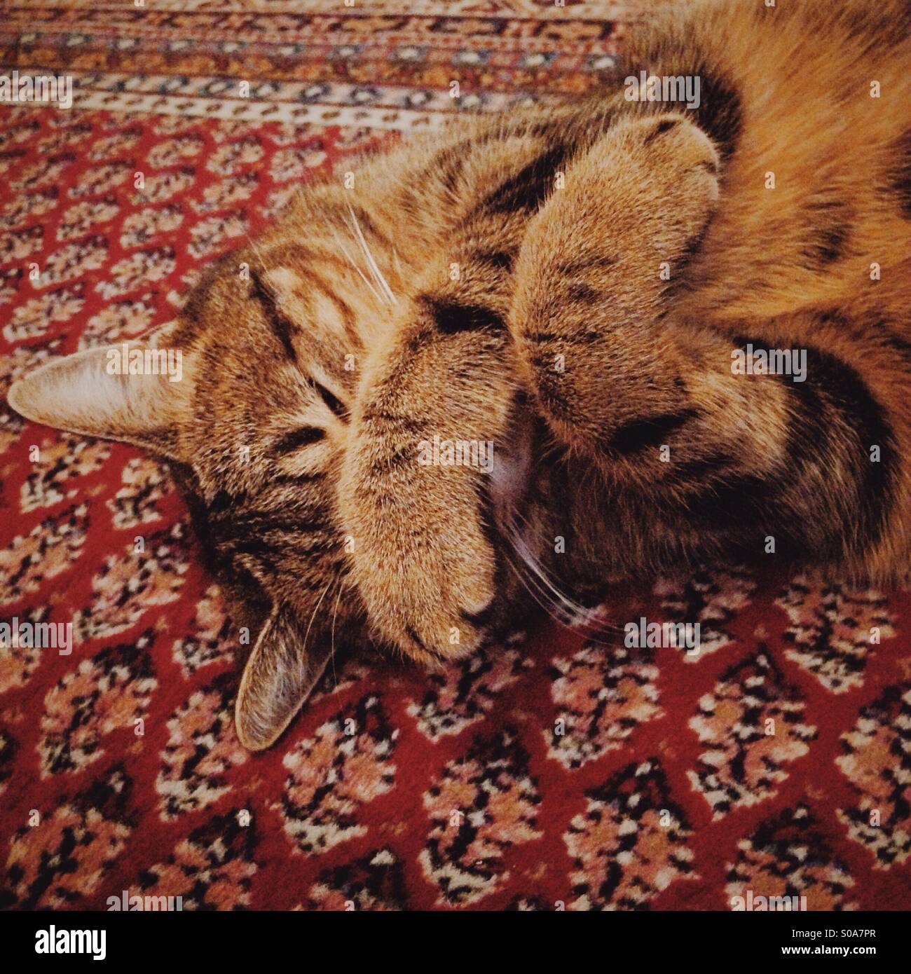 Cat carpet sleeping hi-res stock photography and images - Alamy