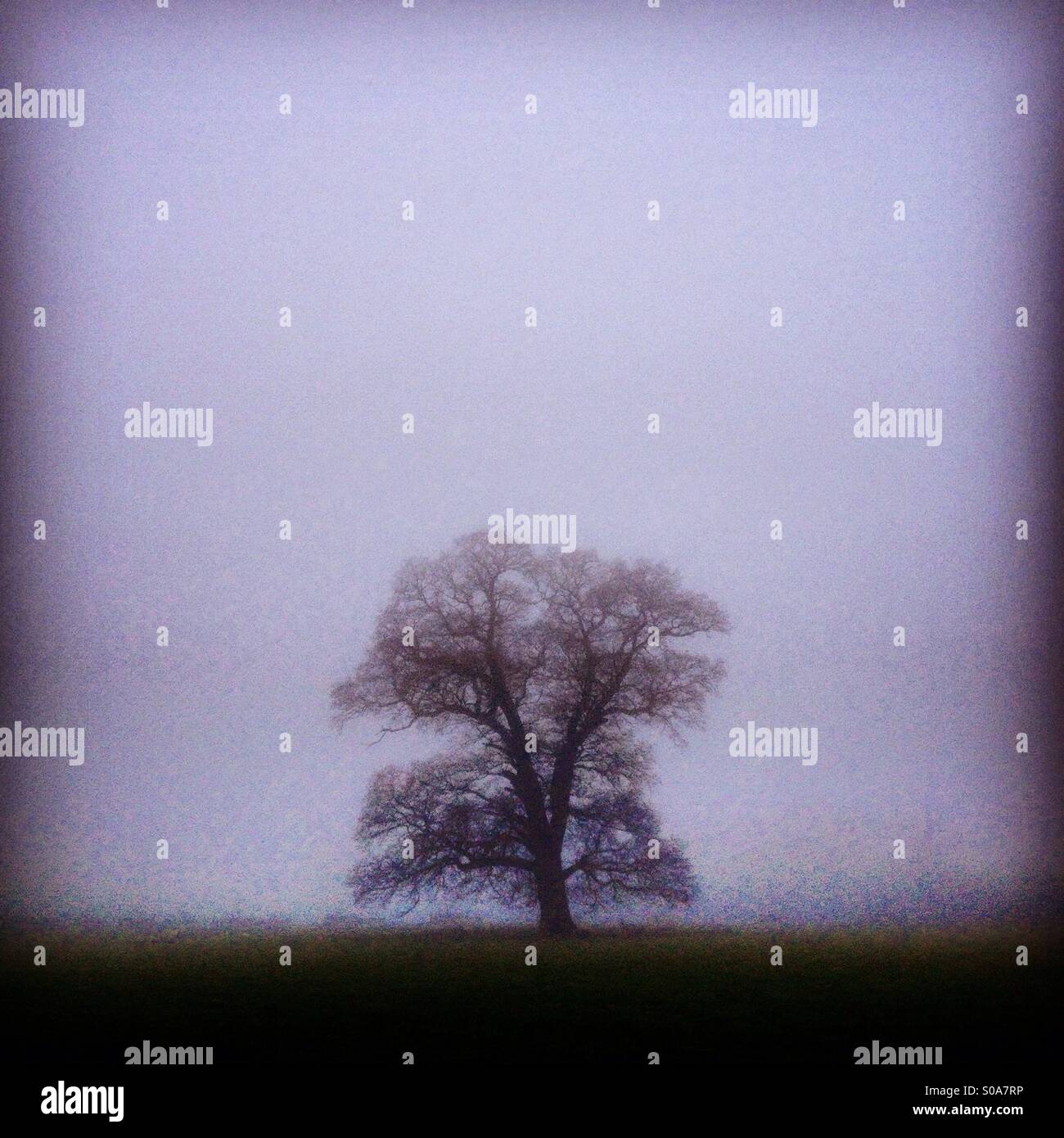 Lone Oak tree in the mist, England, UK Stock Photo - Alamy