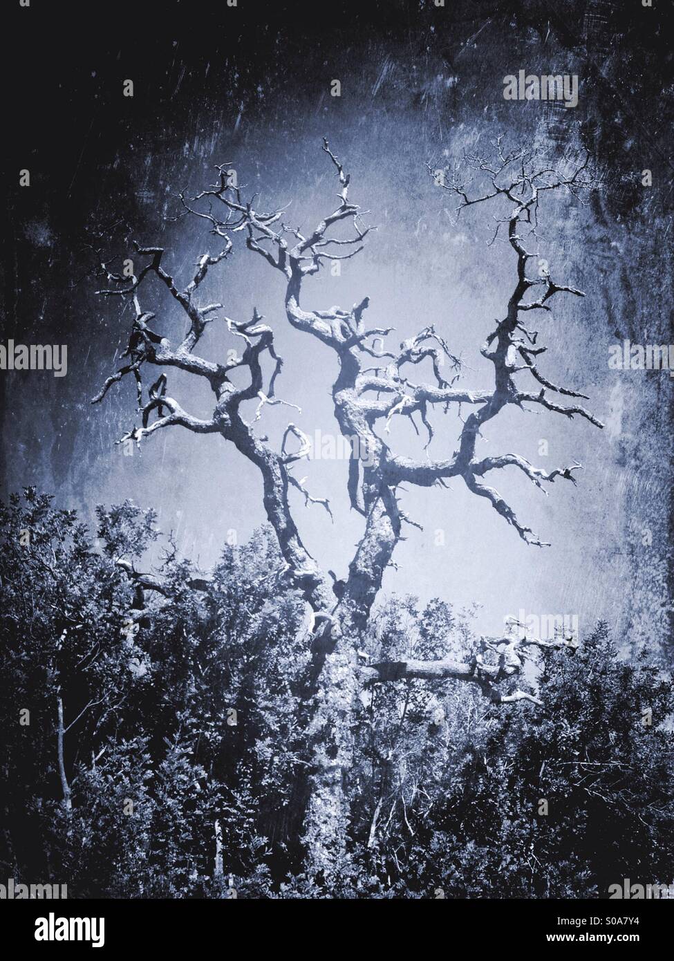 Tree with no leaves hi-res stock photography and images - Alamy