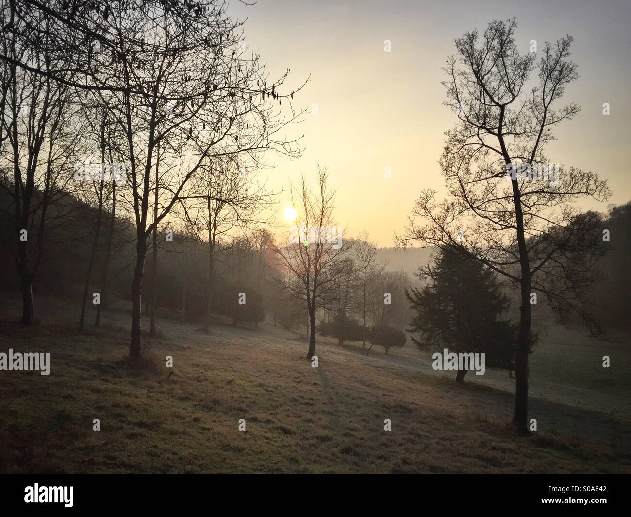 Winter sunrise through trees Stock Photo - Alamy
