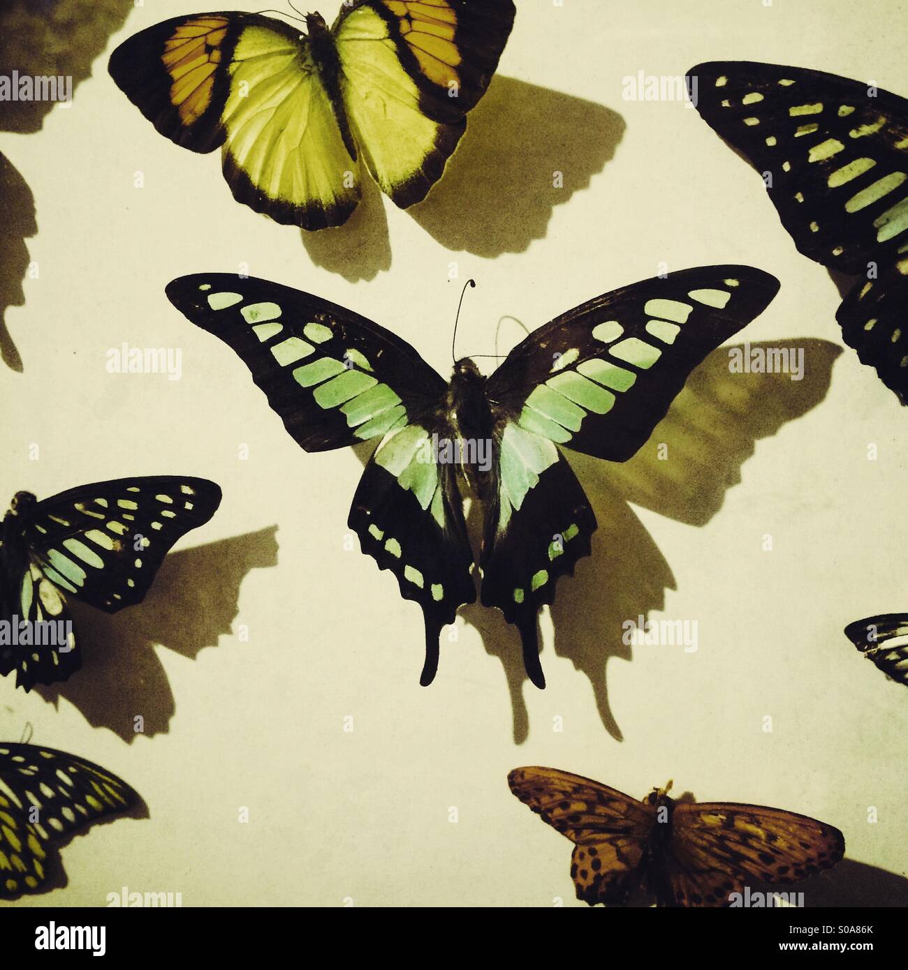 Butterfly collection hi-res stock photography and images - Alamy