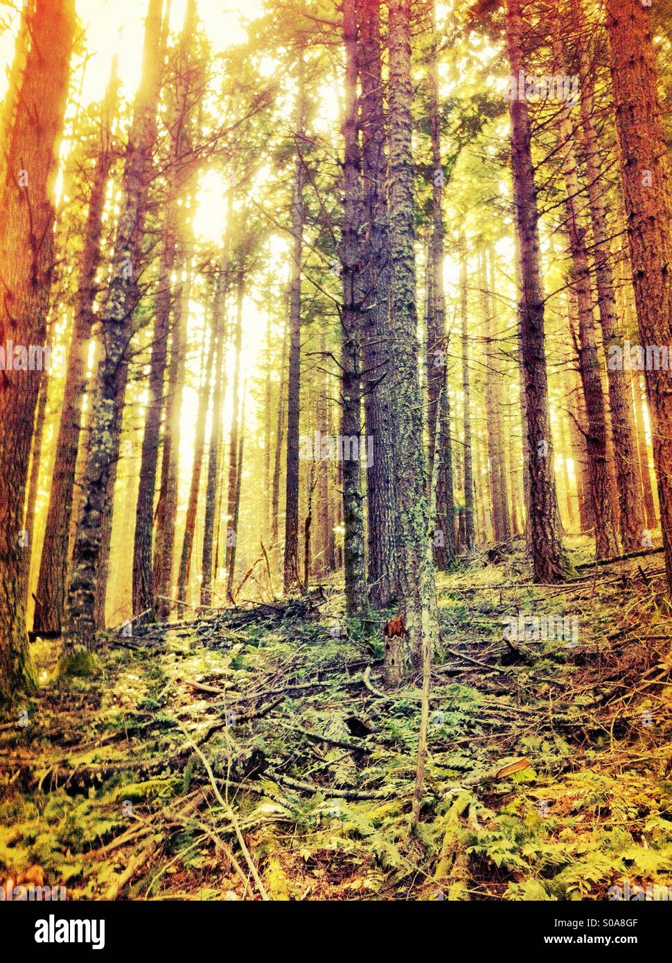 Vertical nature tall wild hi-res stock photography and images - Alamy