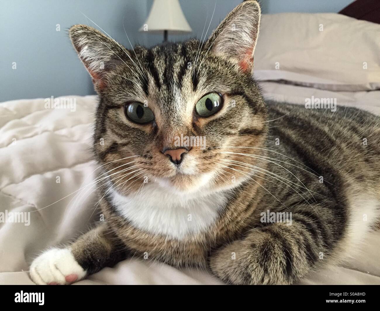 Tabby green eyes hi-res stock photography and images - Alamy