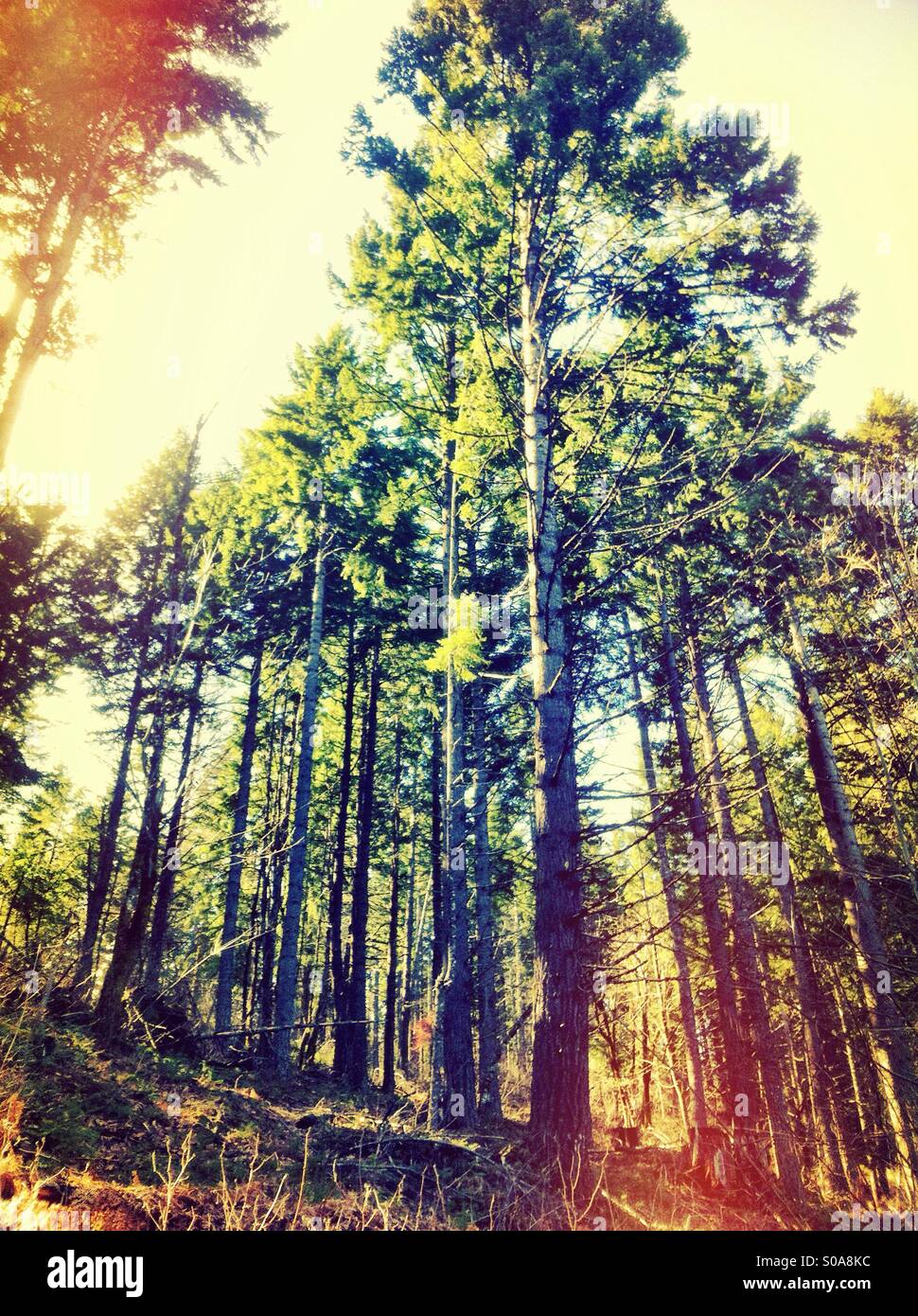 Towering pine trees hi-res stock photography and images - Alamy