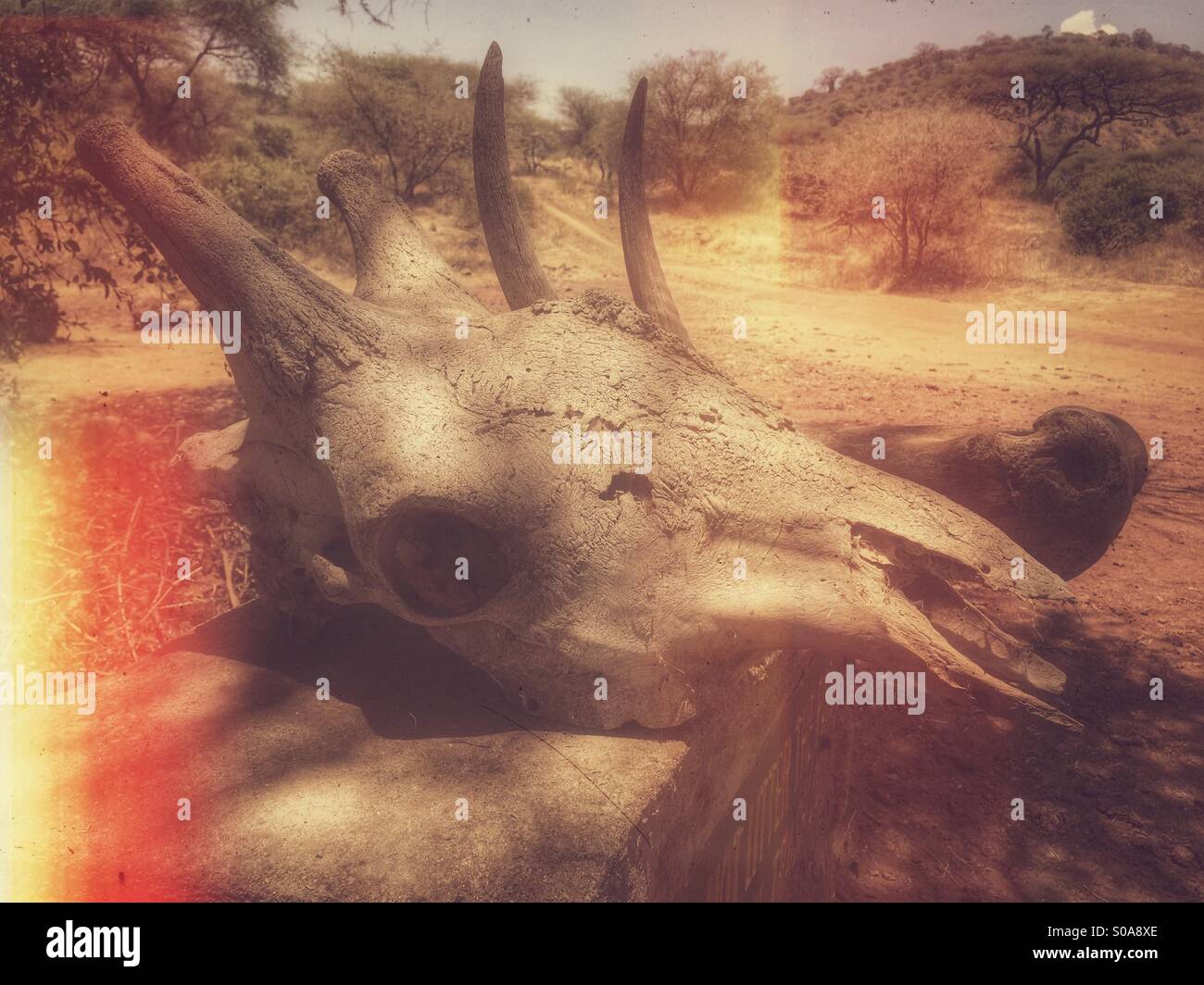 Giraffe anatomy hi-res stock photography and images - Alamy