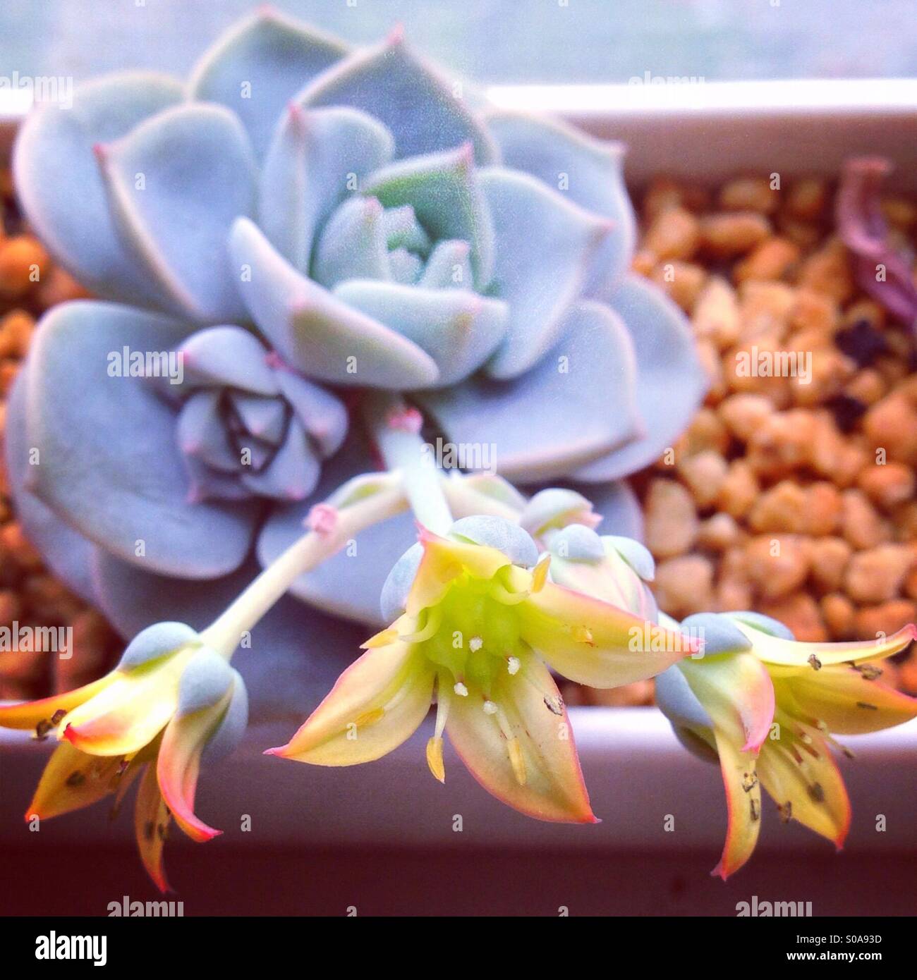 Succulents hi-res stock photography and images - Alamy