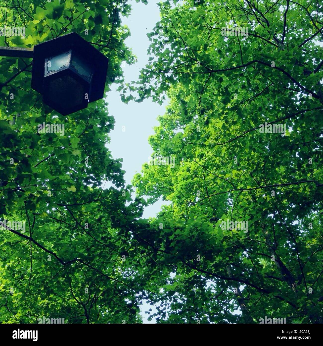 Trees cover the sky Stock Photo - Alamy