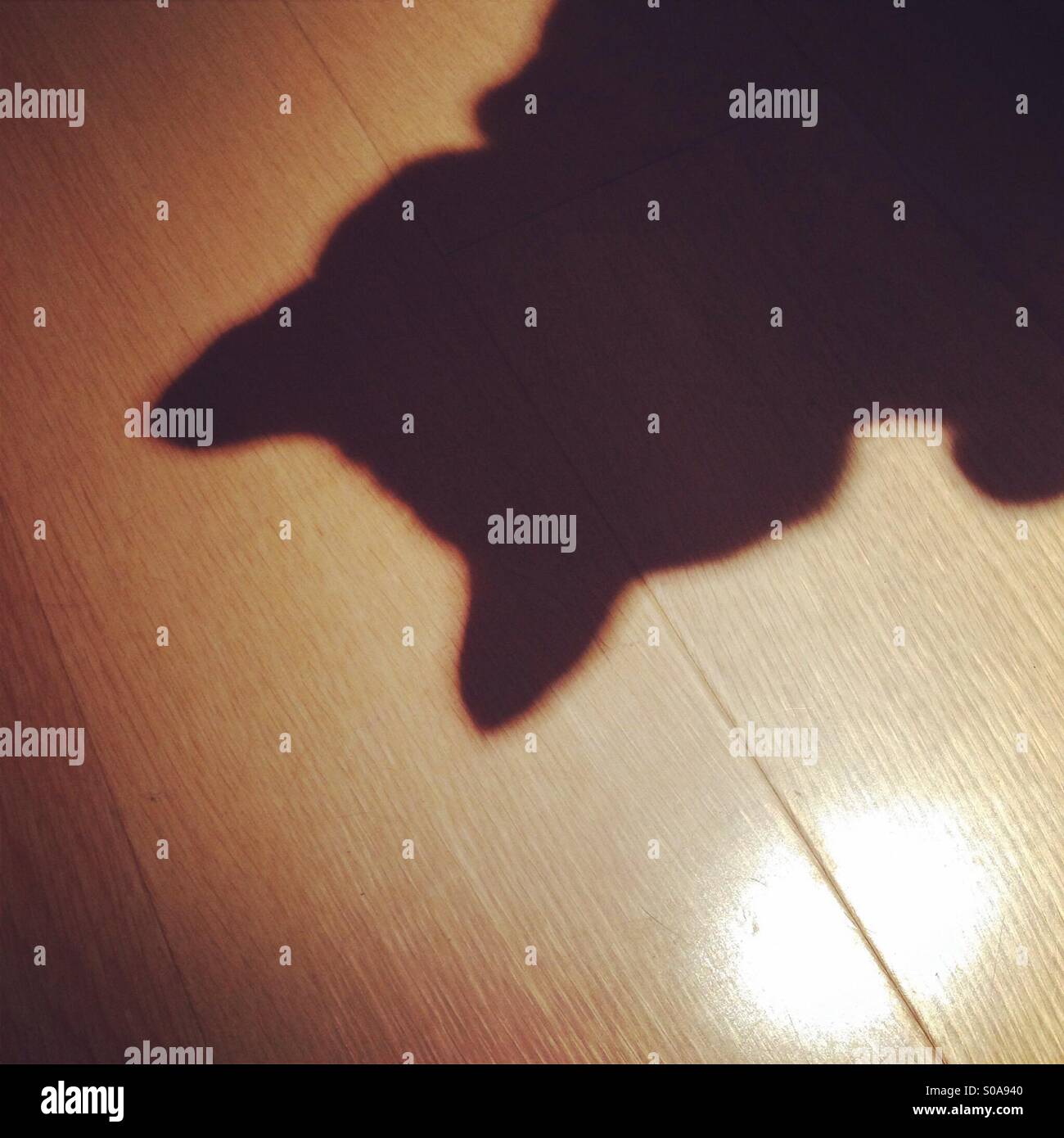 Shadow of cat Stock Photo - Alamy