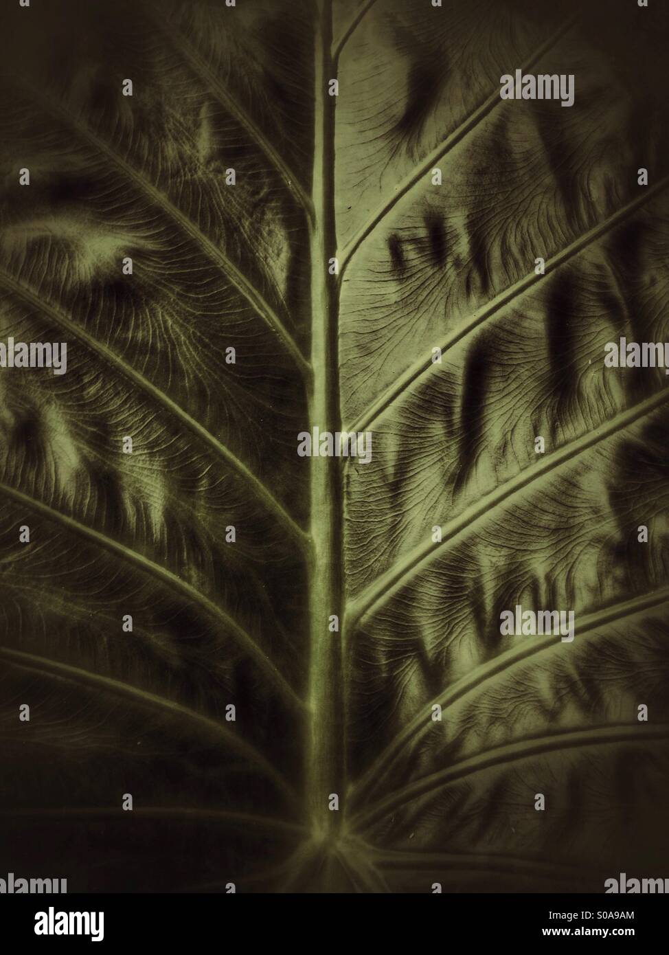 Close up veins leaf hi-res stock photography and images - Alamy