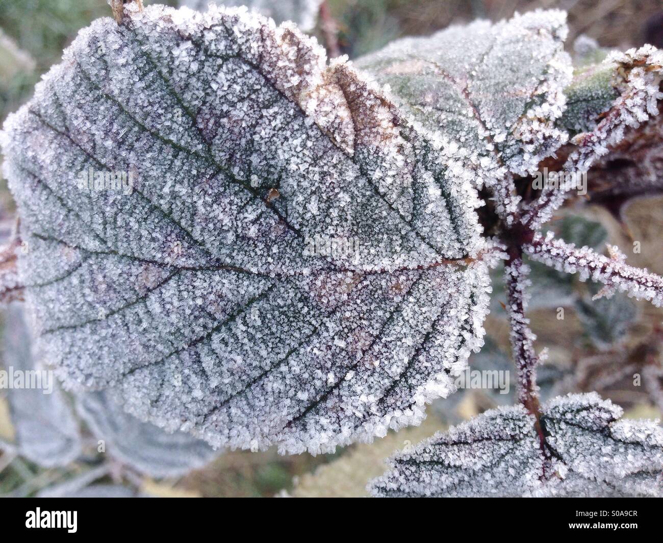 Bitten by frost hi-res stock photography and images - Alamy