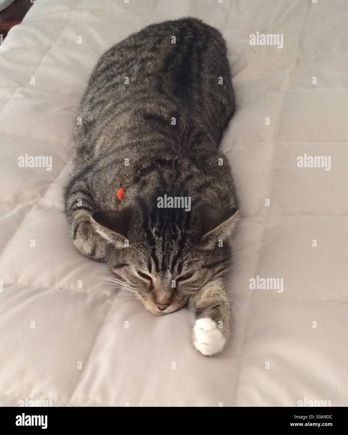 Sleeping tabby cat hi-res stock photography and images - Alamy
