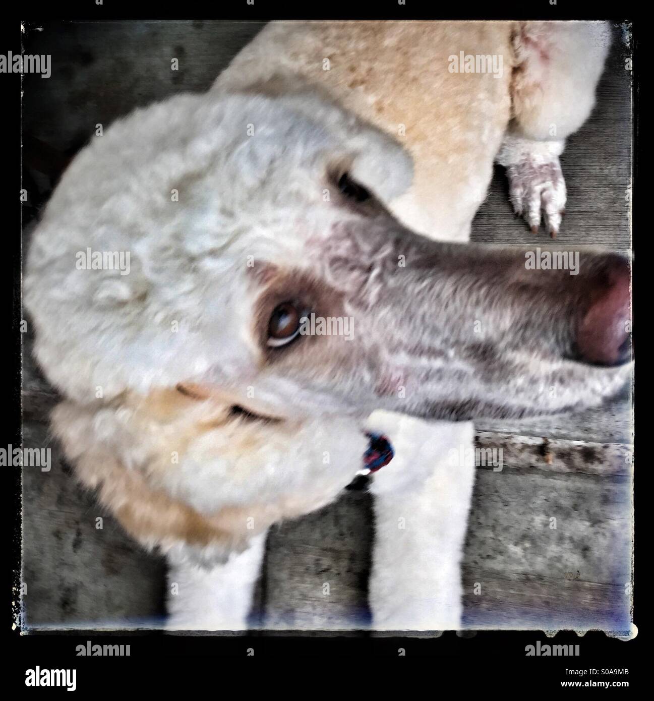 Stare eyes hi-res stock photography and images - Alamy