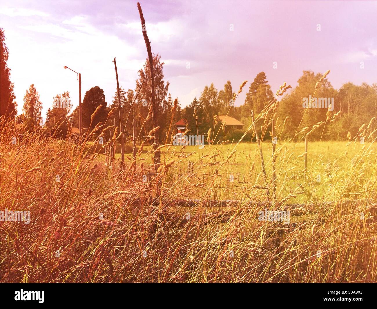 Long grass with traditional swedish wooden fence and house painted in ...