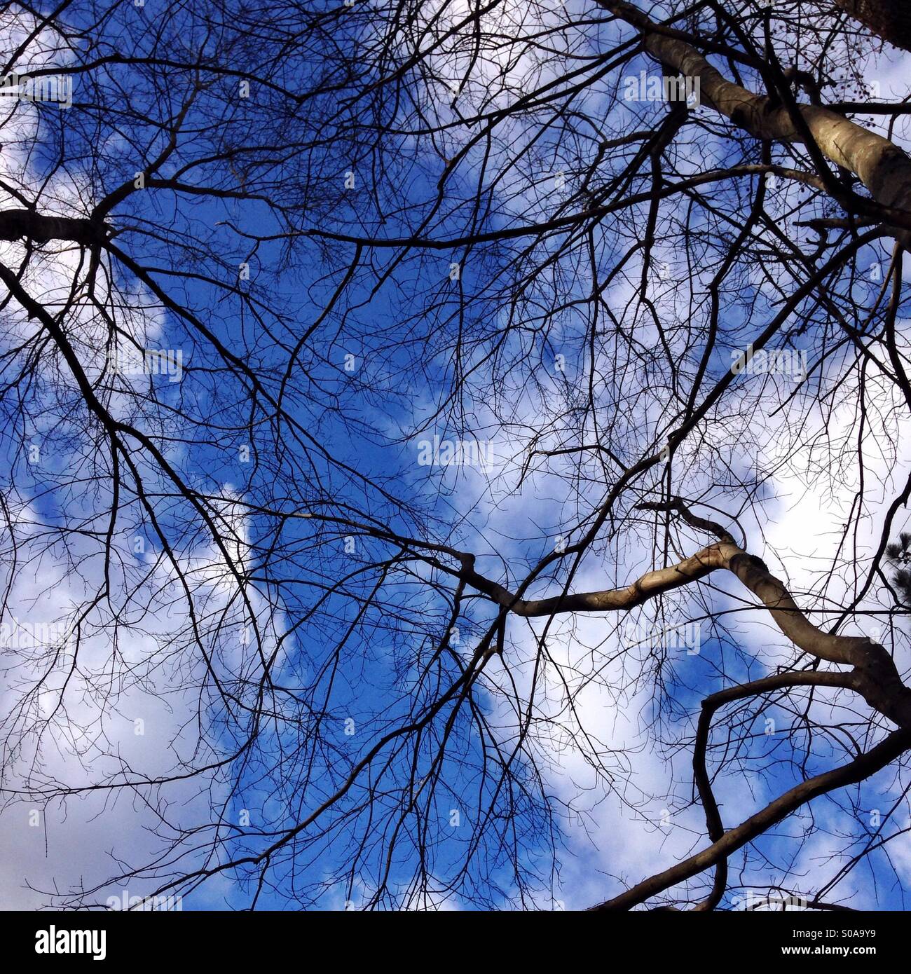 Tree trees branch hi-res stock photography and images - Alamy