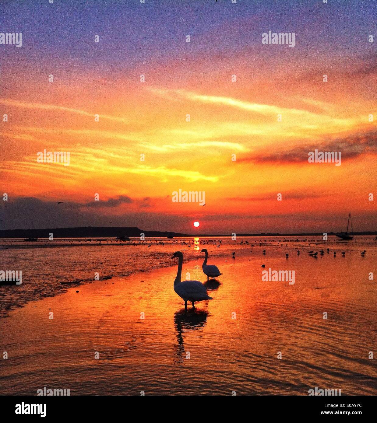 Swans at sunset hi-res stock photography and images - Alamy