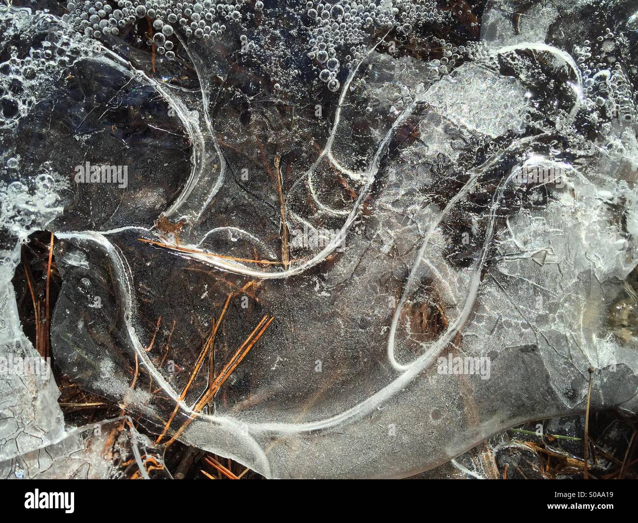Winter ice pattern design and shapes on frozen stream with pine needle ...