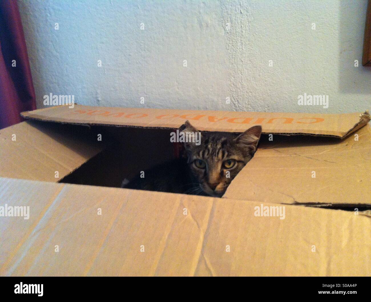 Cat inside a box hi-res stock photography and images - Alamy