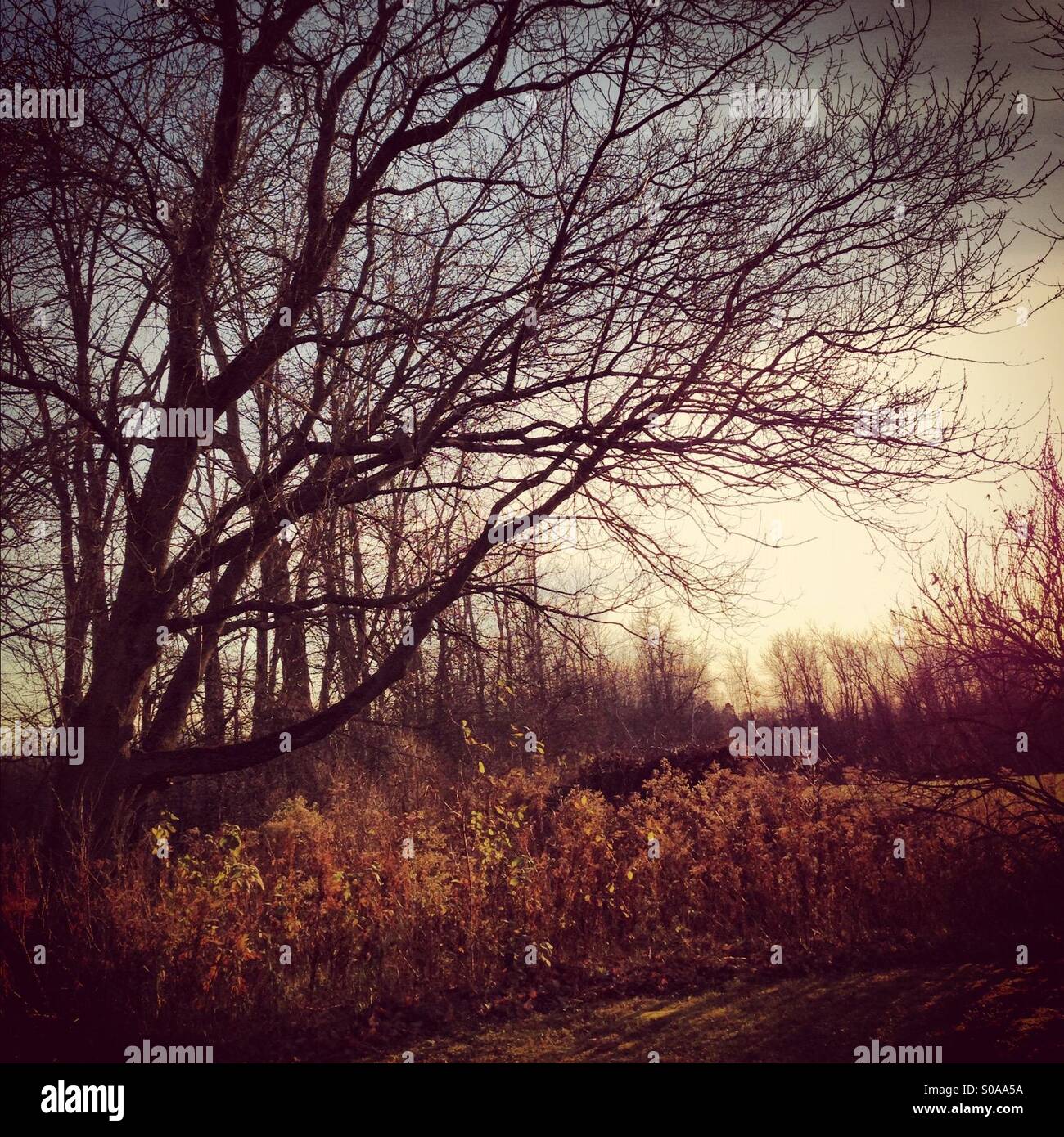 Fall scene with trees and fields Stock Photo - Alamy