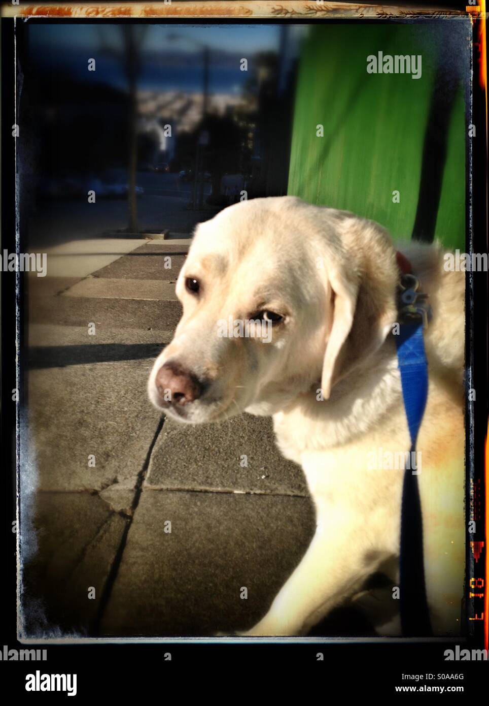 Hank dog hi-res stock photography and images - Alamy