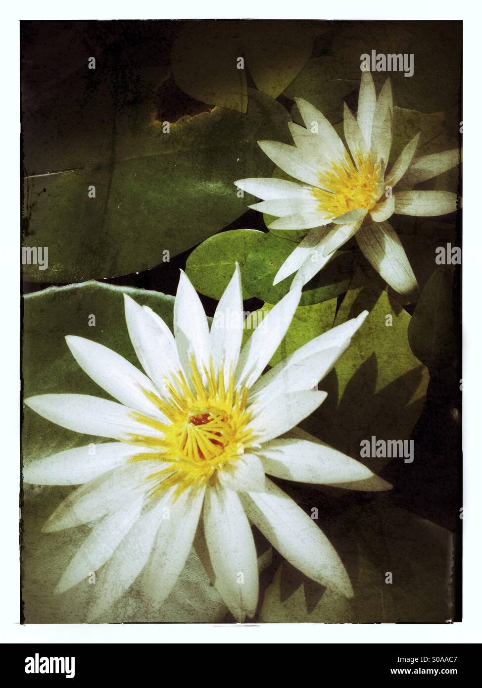 Star lotus flowers hi-res stock photography and images - Alamy
