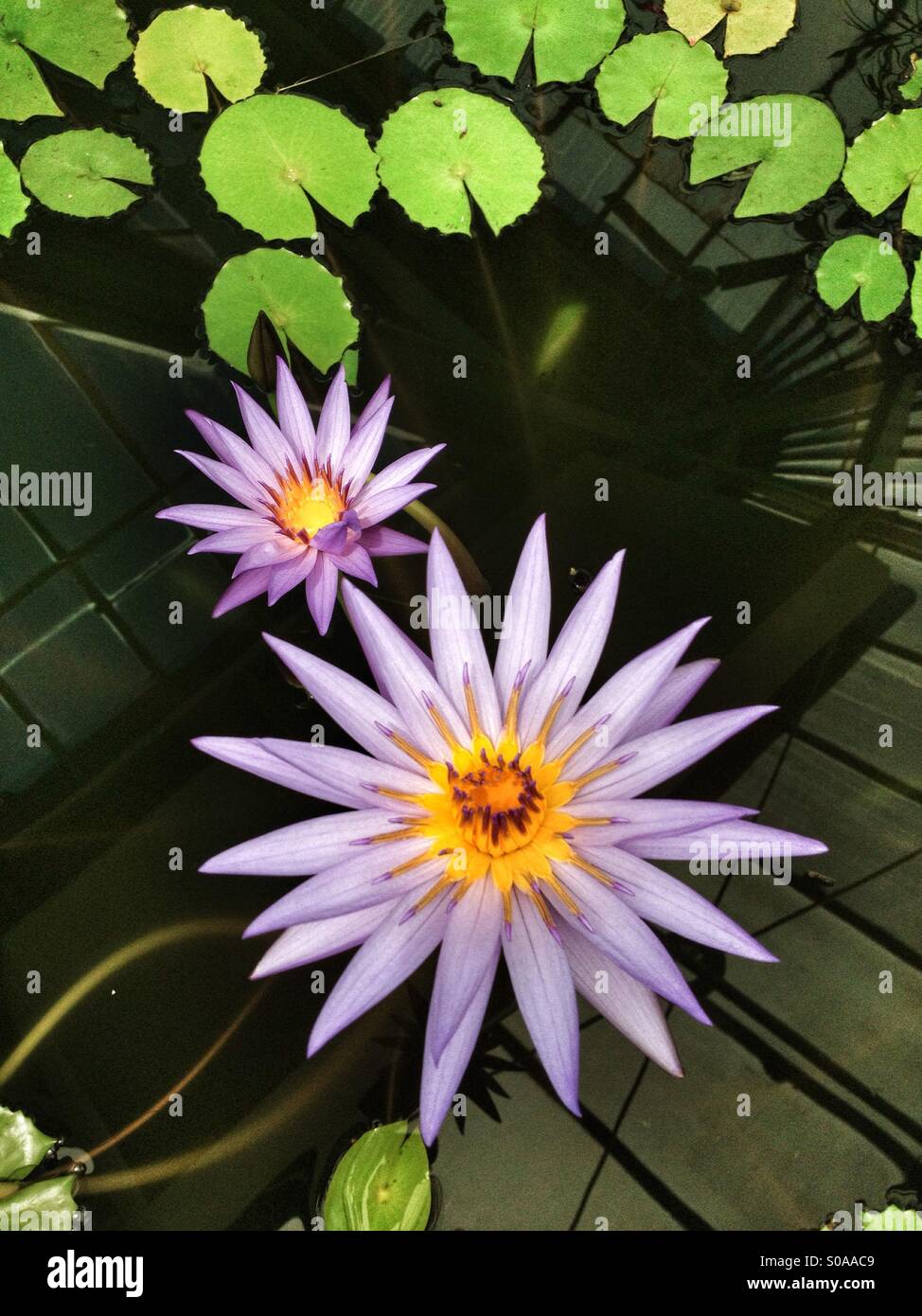 Floating flowers with greenhouse reflecting in water Stock Photo - Alamy