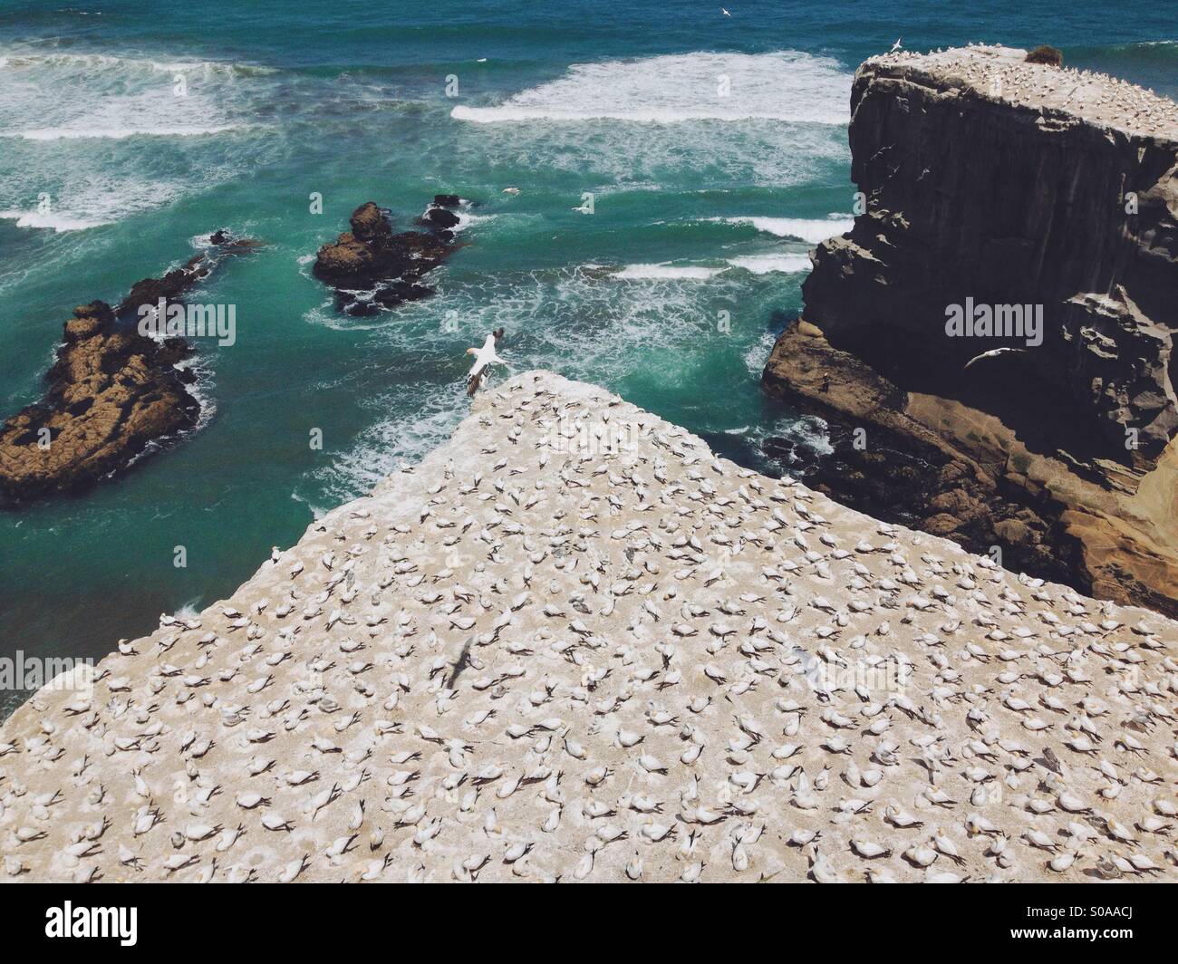 Sea bird colony Stock Photo - Alamy