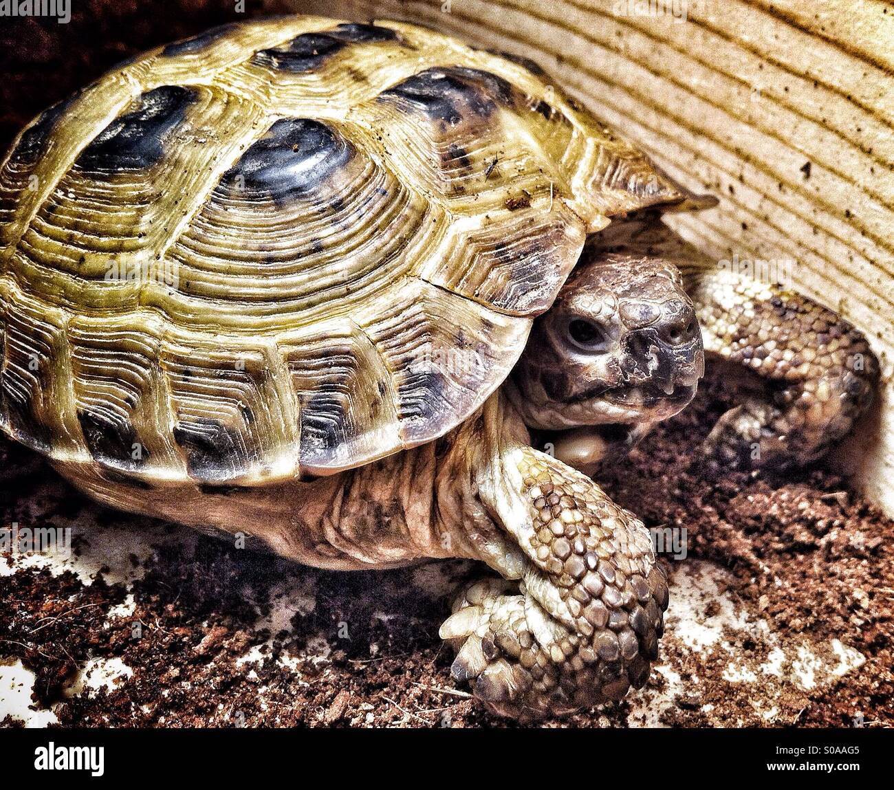 Golden tortoise hi-res stock photography and images - Alamy